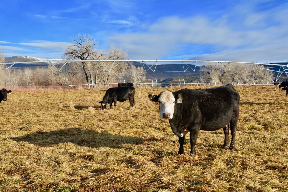 Homestead Natural Meats