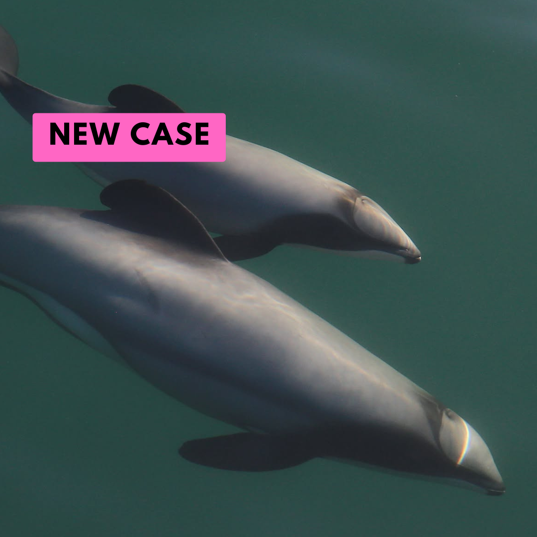 Our news — Environmental Law Initiative