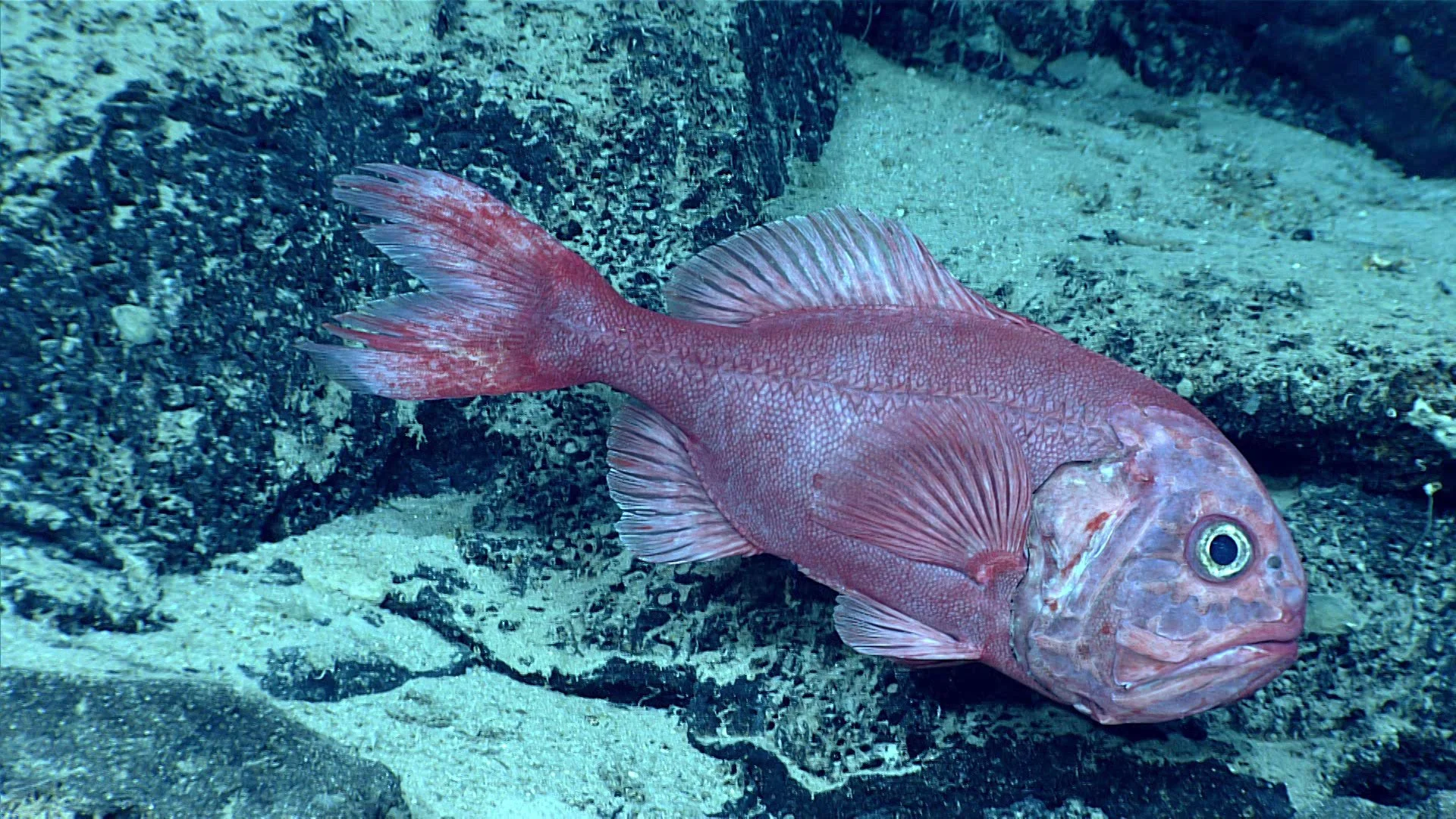 Protecting orange roughy from bottom trawling and over-fishing ...