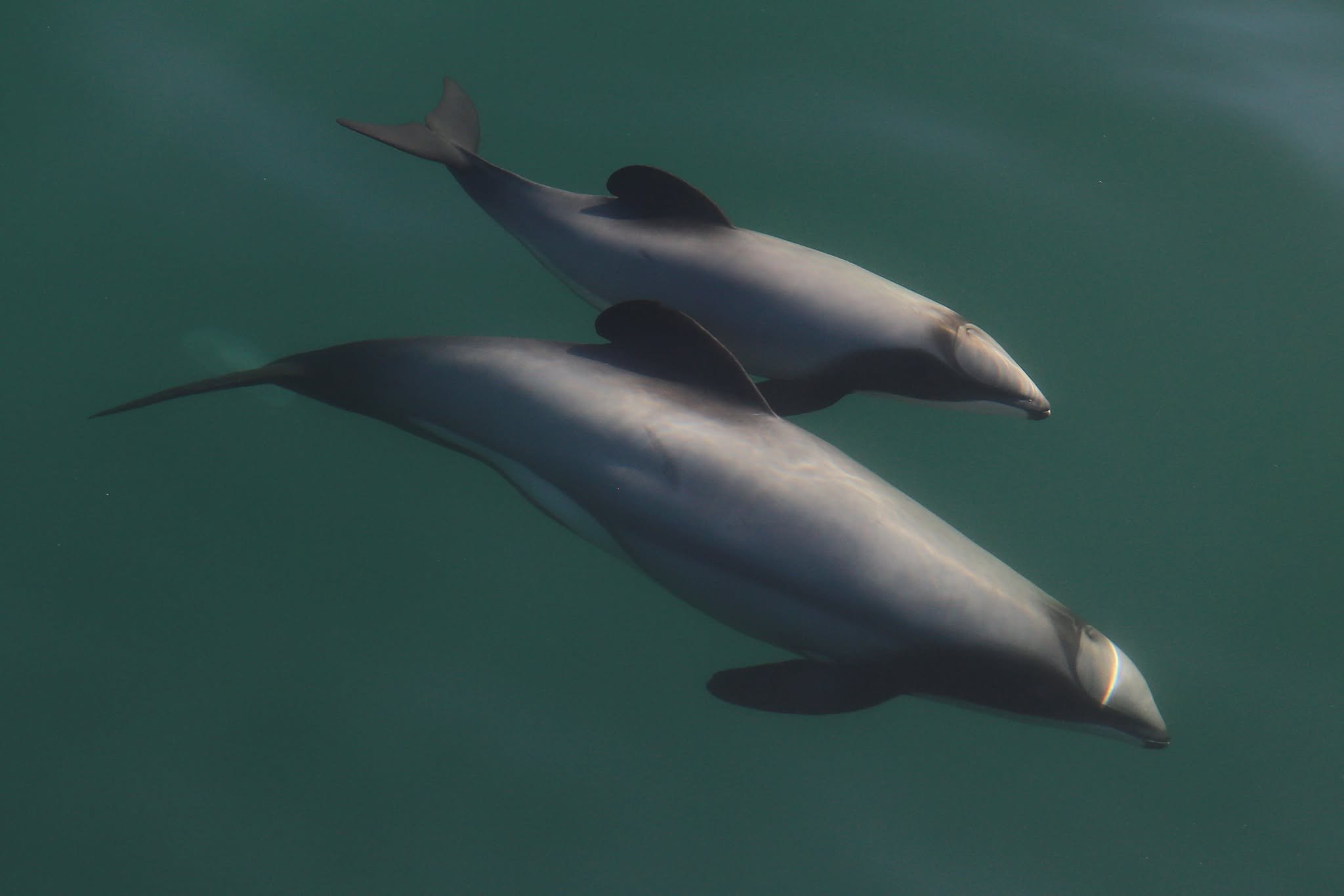 Litigation challenges conservation plan for world’s rarest dolphin ...