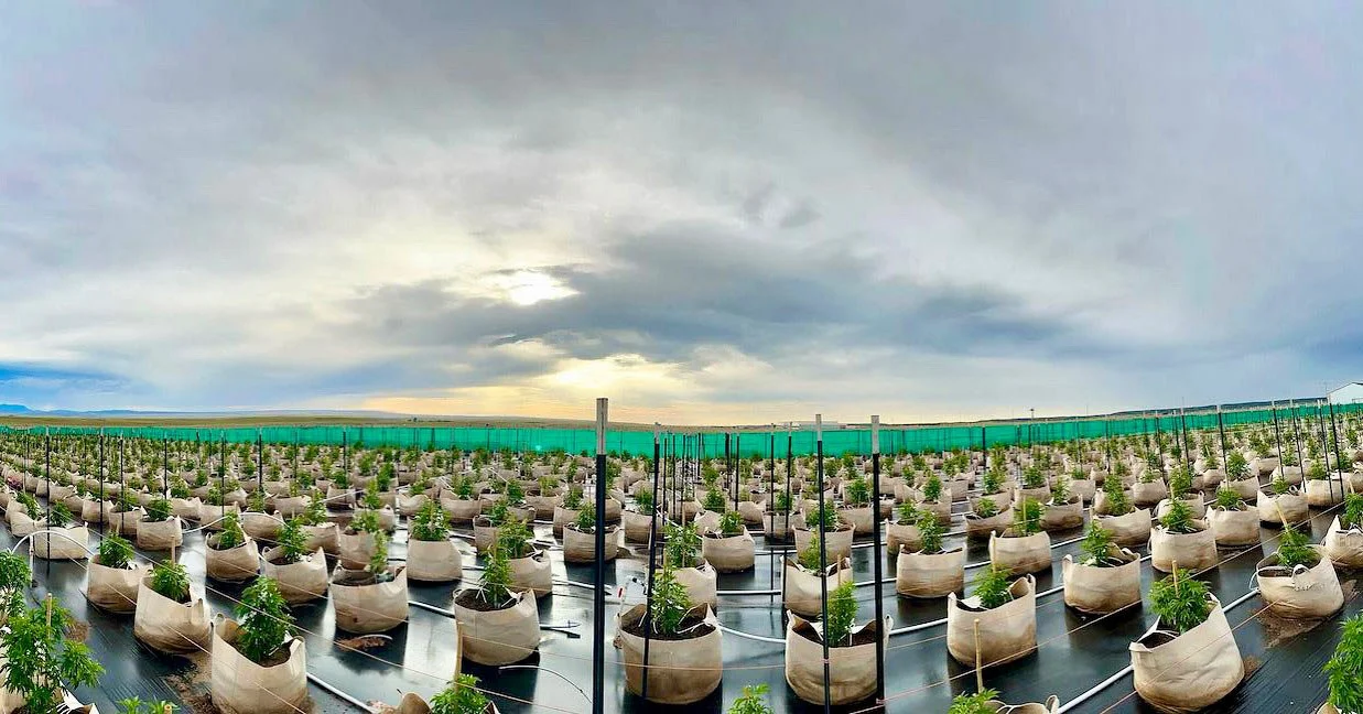 Colorado Marijuana Farm ┃ Grasshopper Farms