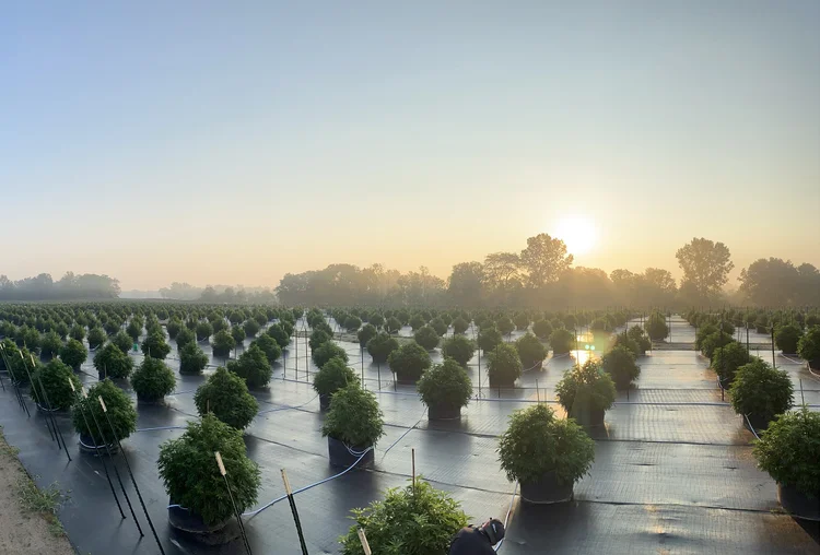 Michigan Marijuana Farm | Grasshopper Farms