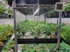 Colorado Marijuana Farm ┃ Grasshopper Farms
