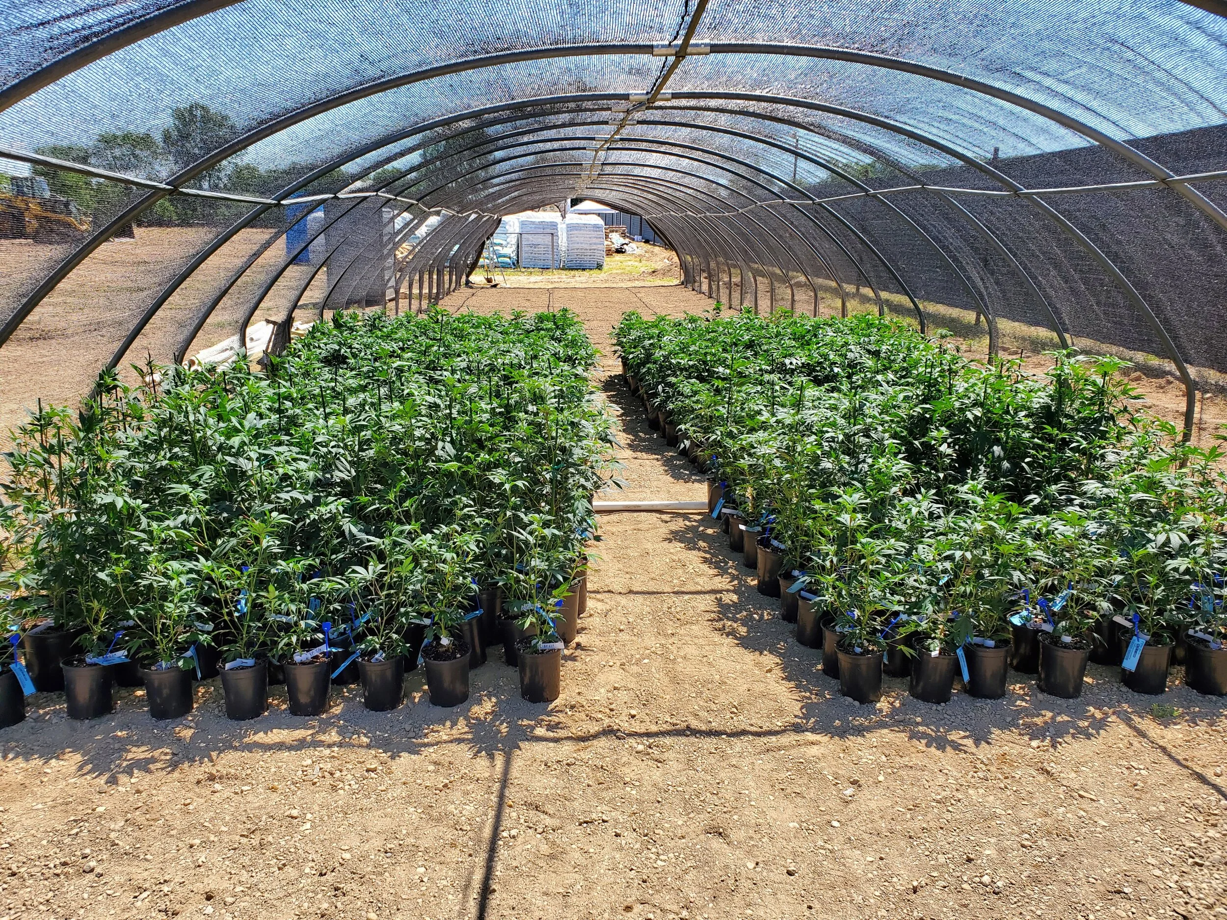 Michigan Marijuana Farm | Grasshopper Farms