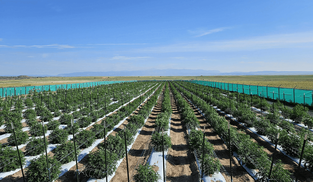 Colorado Marijuana Farm ┃ Grasshopper Farms