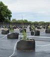 Michigan Marijuana Farm | Grasshopper Farms