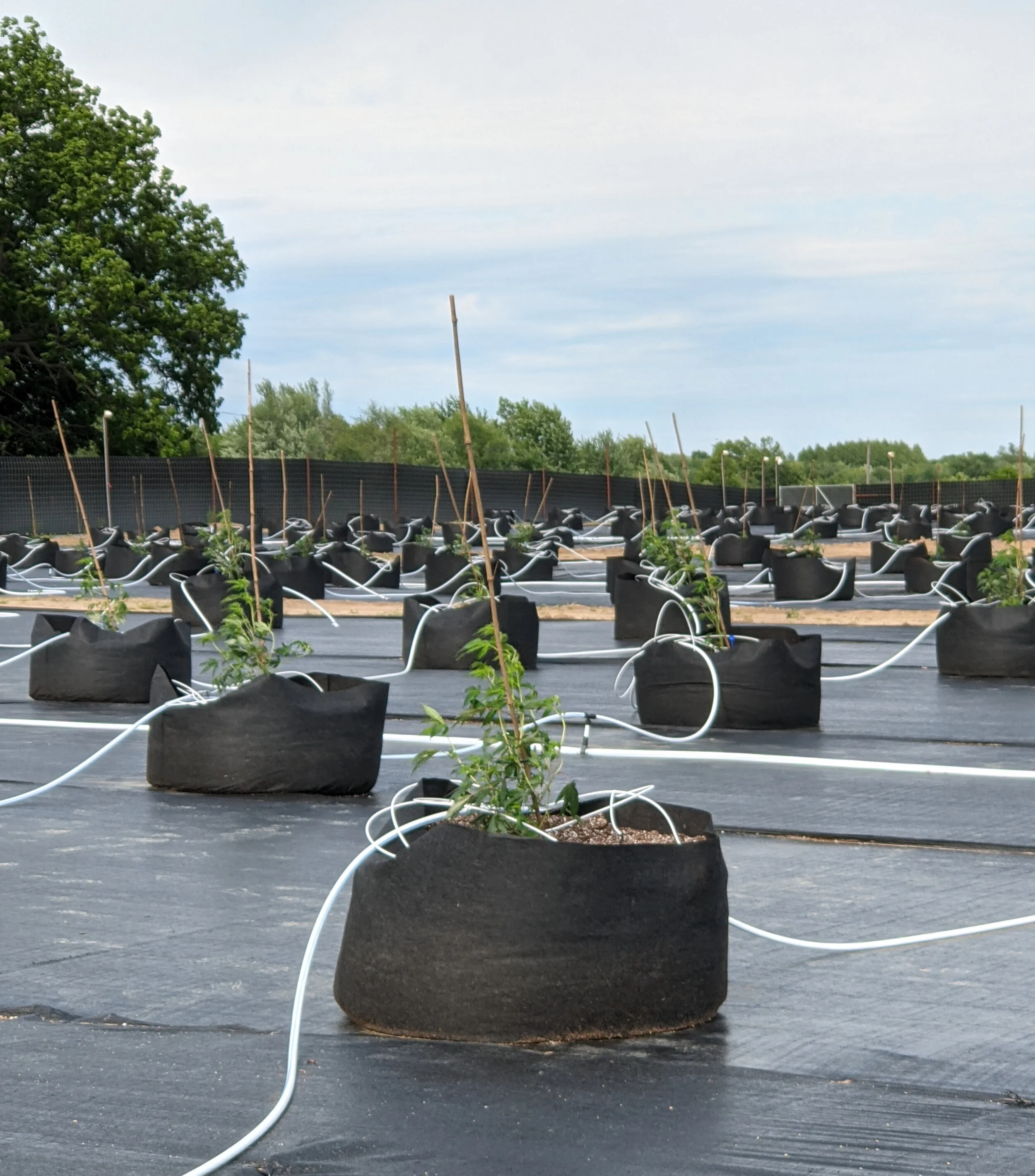 Michigan Marijuana Farm | Grasshopper Farms