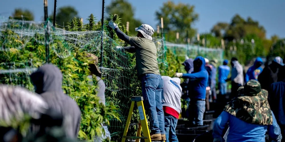 Grasshopper Farms - Press