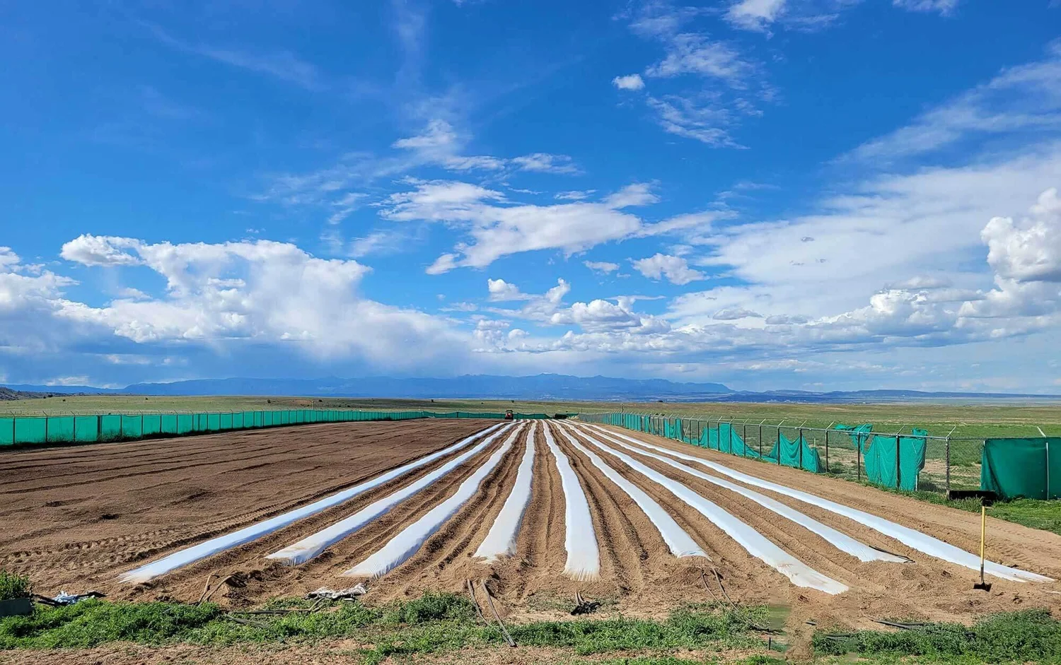 Colorado Marijuana Farm ┃ Grasshopper Farms