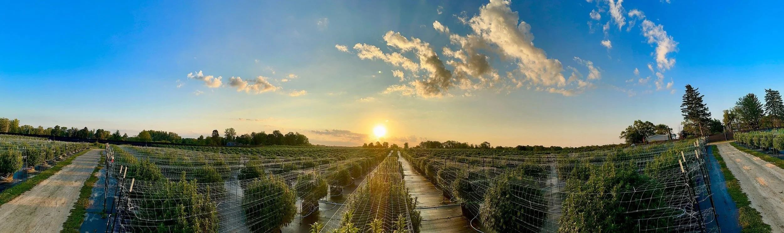 Michigan Marijuana Farm | Grasshopper Farms