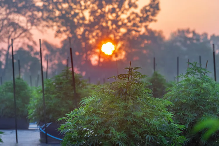 Michigan Marijuana Farm | Grasshopper Farms