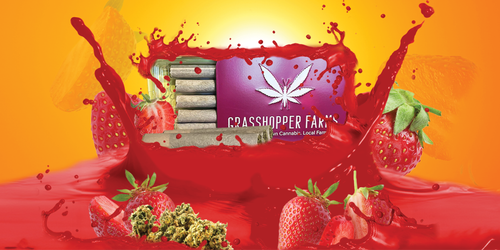 Infused Pre-Rolls ┃ Grasshopper Farms