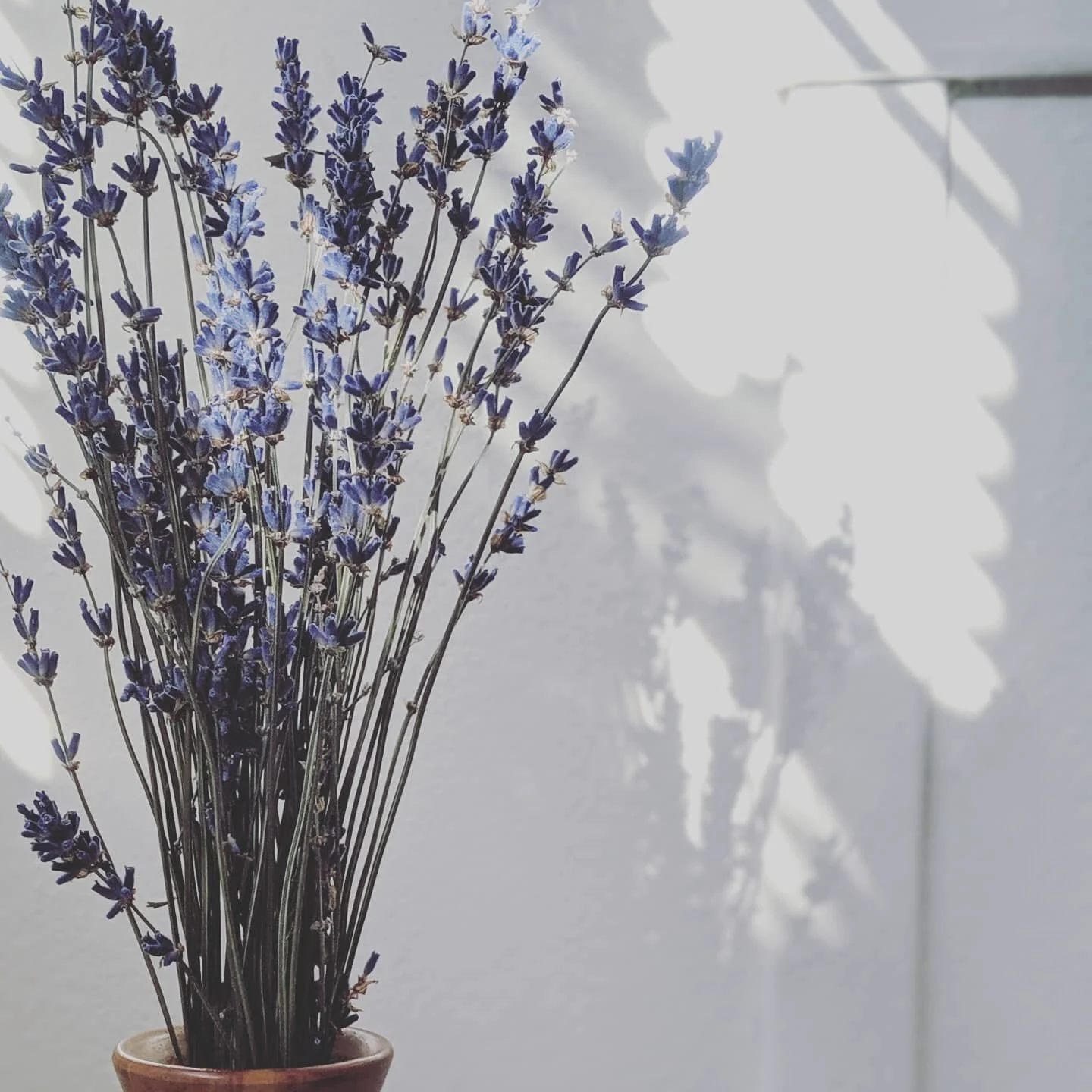 June Bloom Lavender | Self-Care