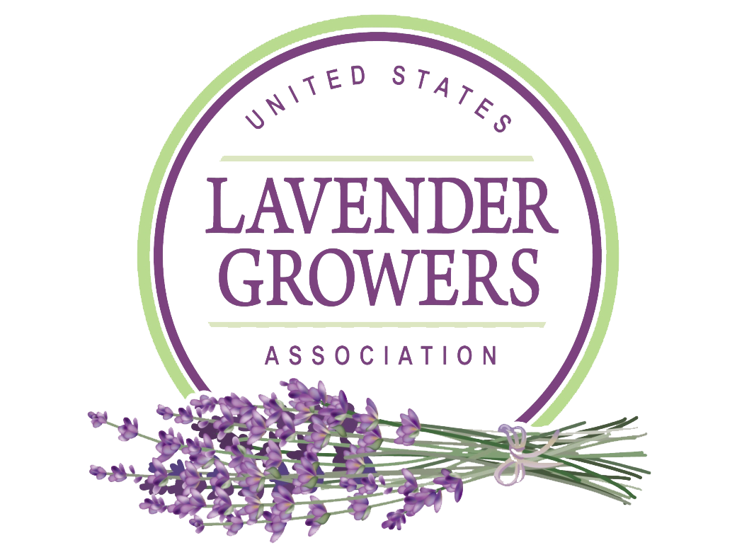 June Bloom Lavender | Self-Care