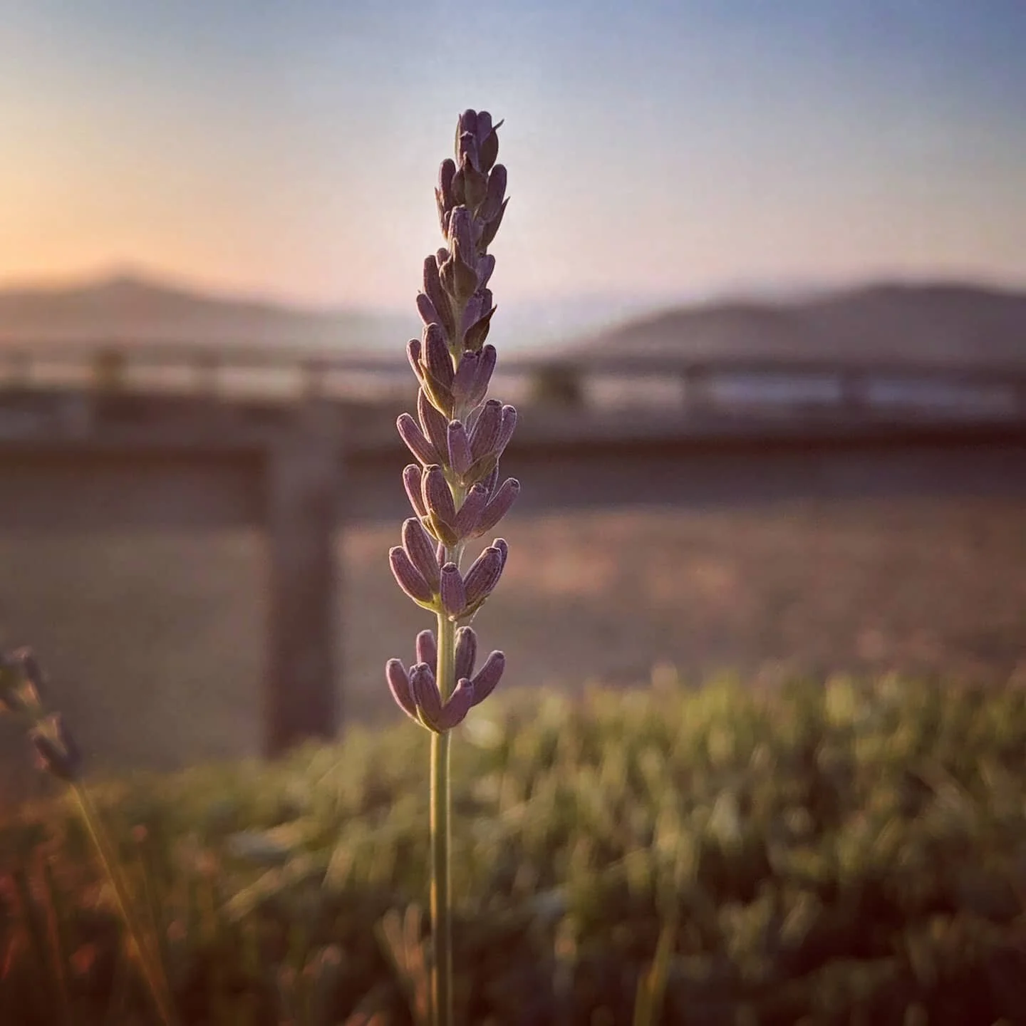 Contact — June Bloom Lavender