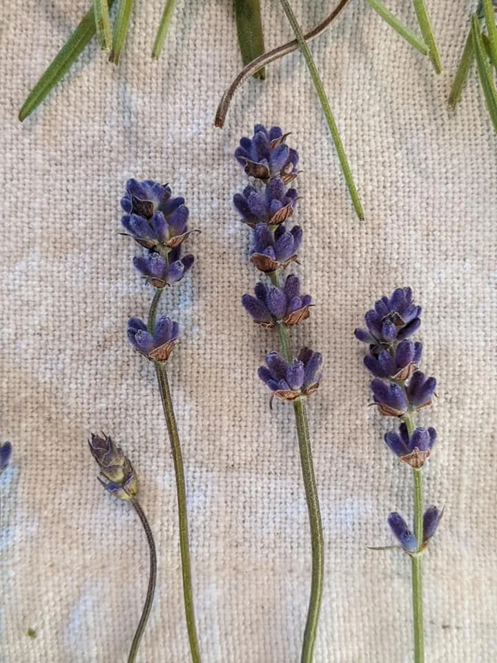 About — June Bloom Lavender