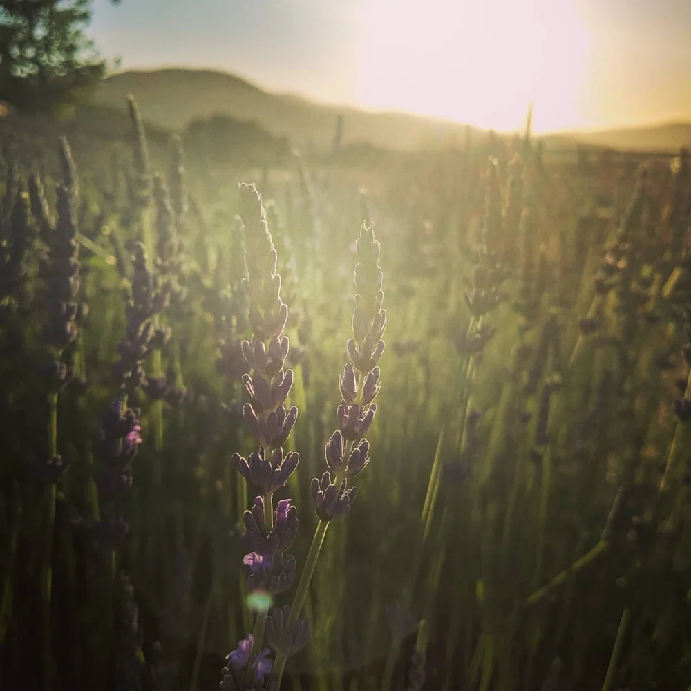 About — June Bloom Lavender