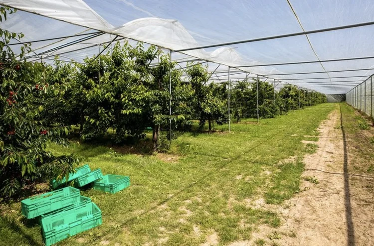 Rovero: The smart way to grow - Foil Greenhouses and Tunnels