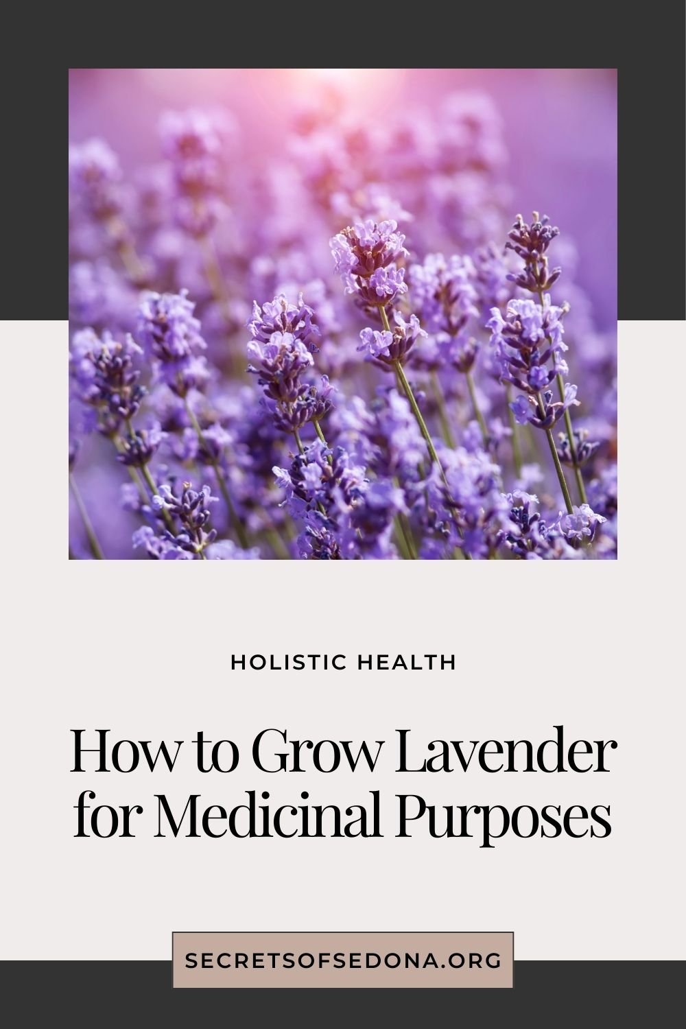 How to Grow Lavender for Medicine — Wild Roots & Reiki