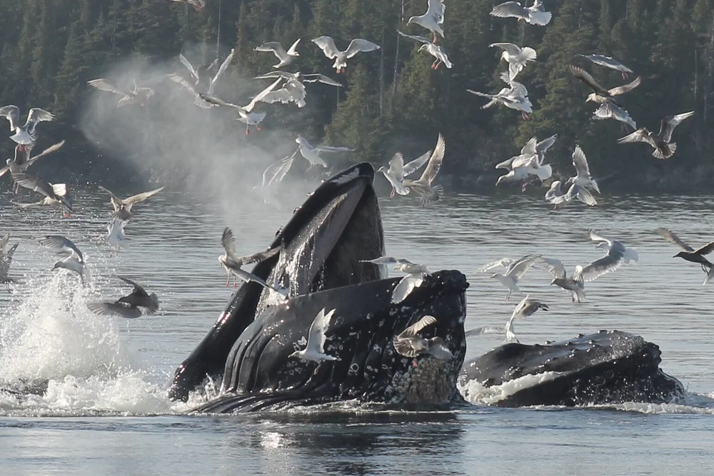 Prince of Wales Island | Discover & Explore Now — On Step Alaska
