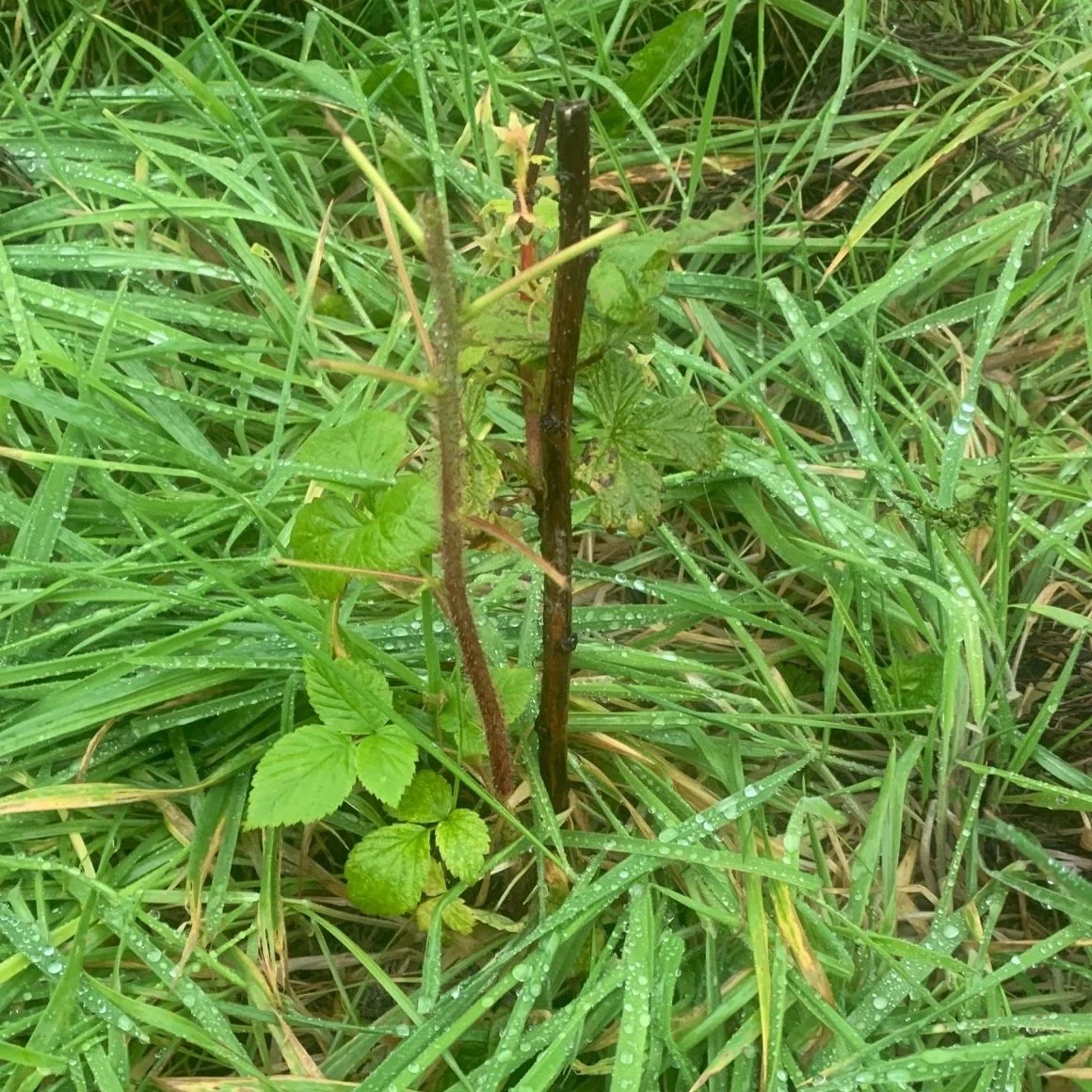 Gardening in Southeast Alaska: Season Review — On Step Alaska