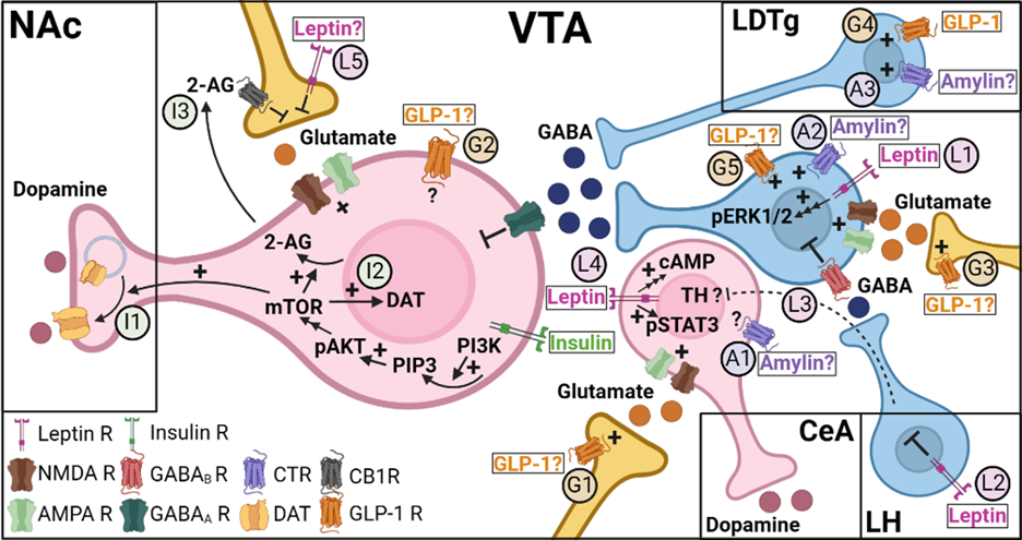 Metabolic hormone action in the VTA: Reward-directed behavior and ...