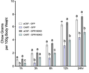 GPR-160 Receptor Signaling in the Dorsal Vagal Complex of Male Rats ...