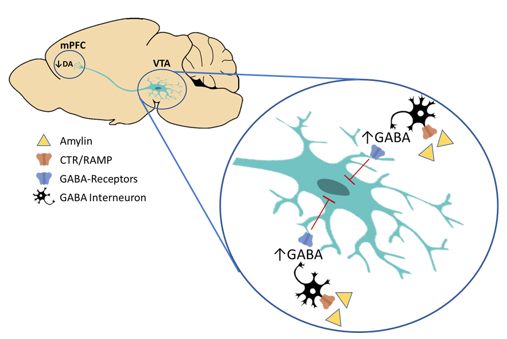 Amylin Modulates a Ventral Tegmental Area-to-Medial Prefrontal Cortex ...