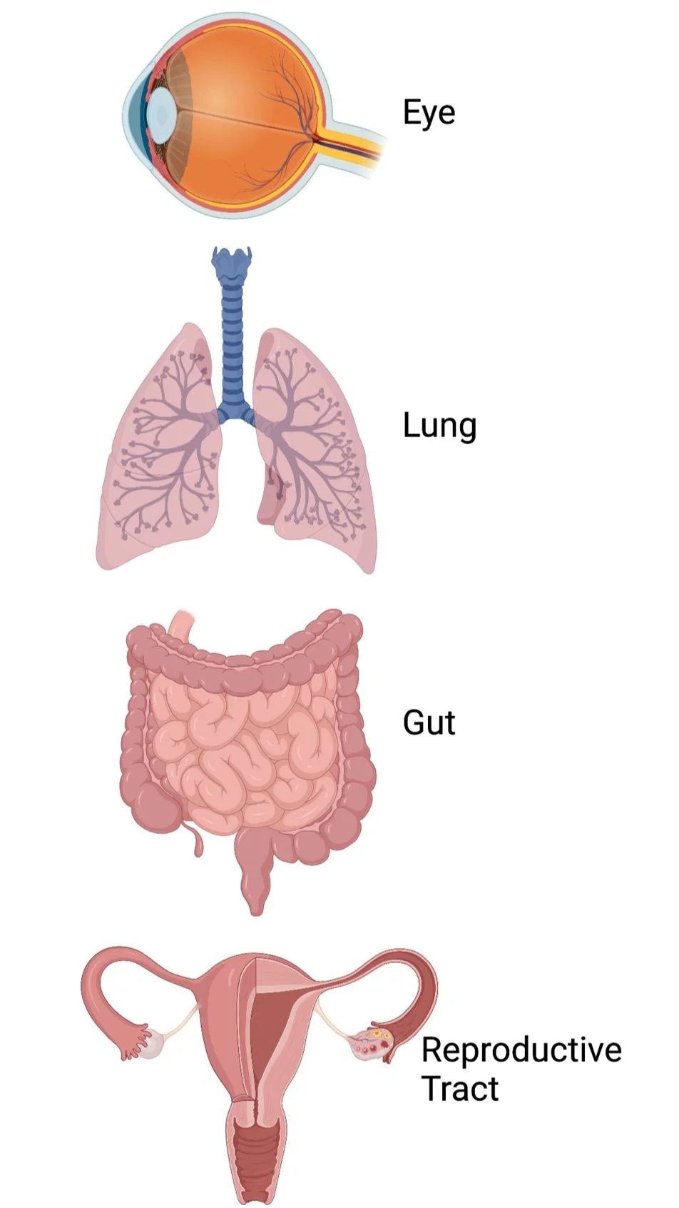Mucus — Immunopathology