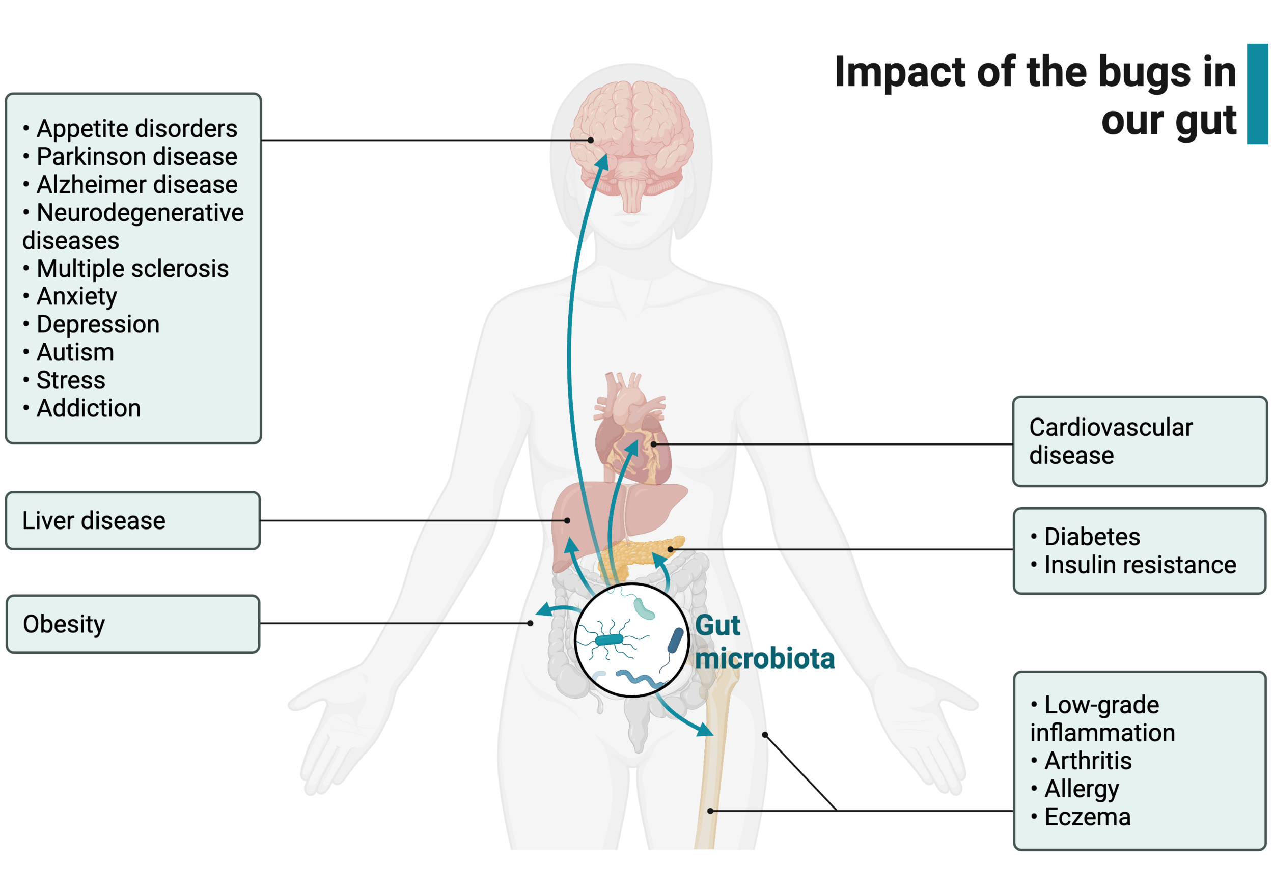 Bugs in the gut — Immunopathology