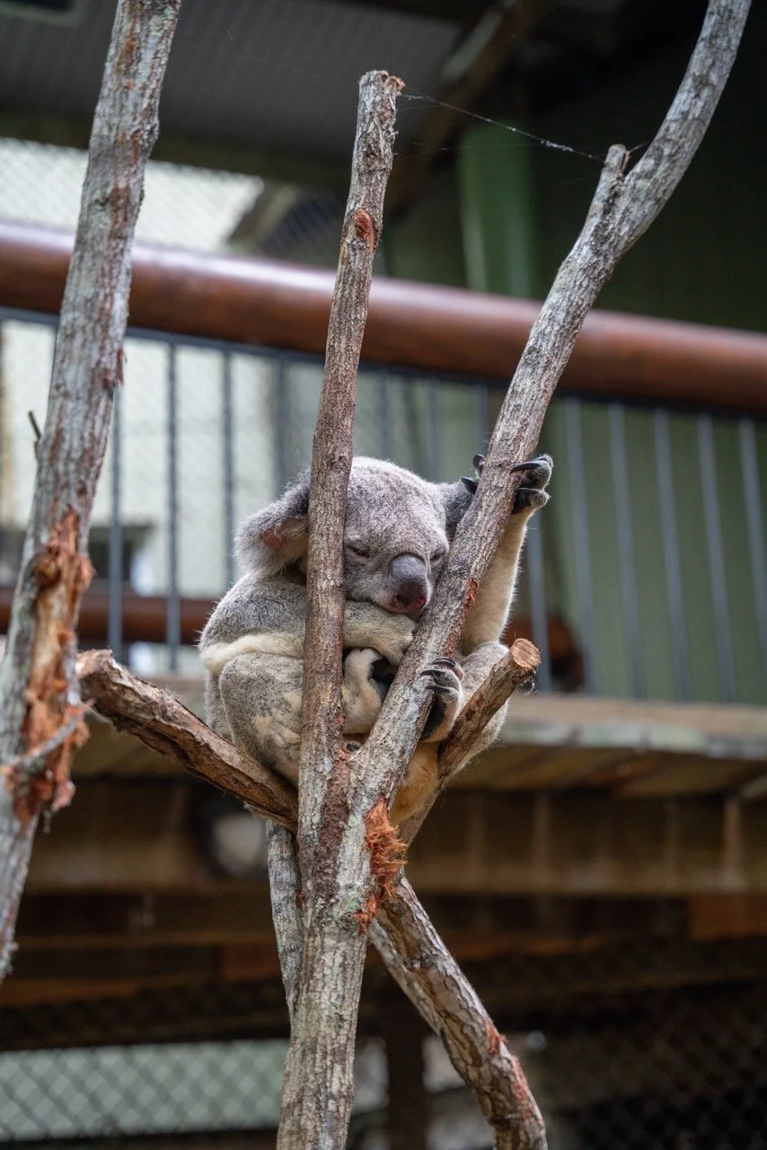 Daisy Hill Koala Centre Audio Guides and Accessibility Information ...