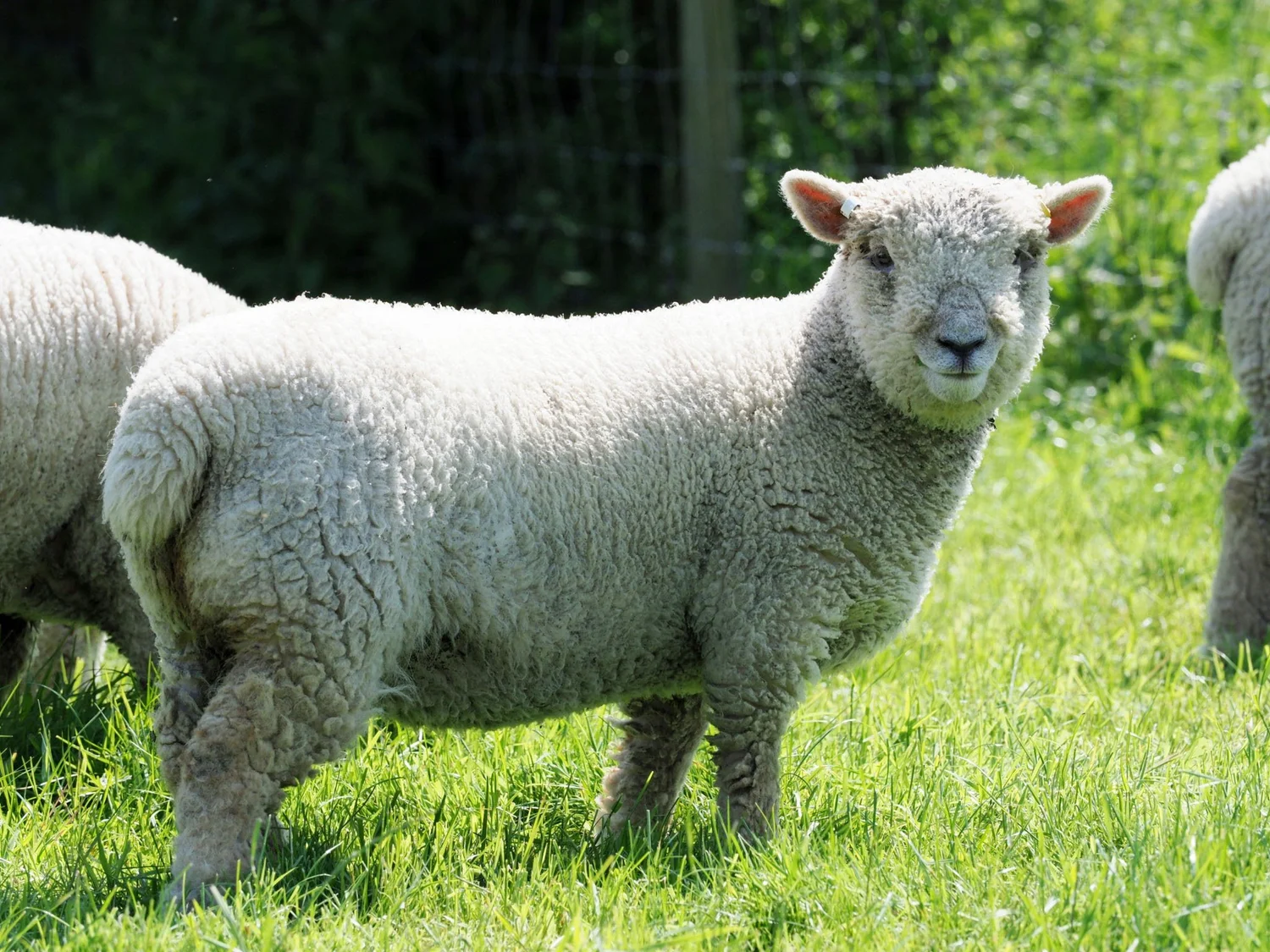Sheep Southdown (EN) — Vacayit
