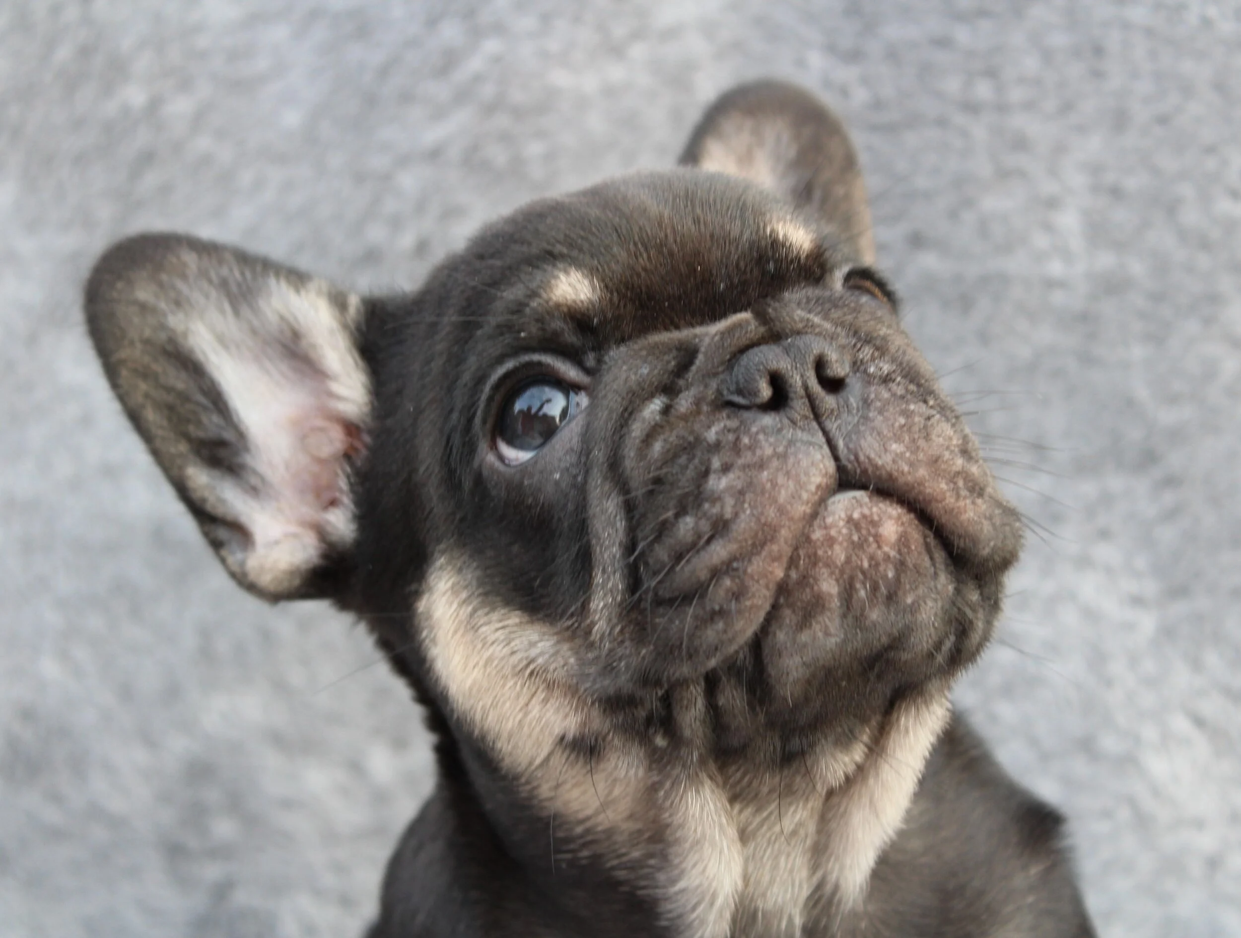 The Farm Frenchies, LLC