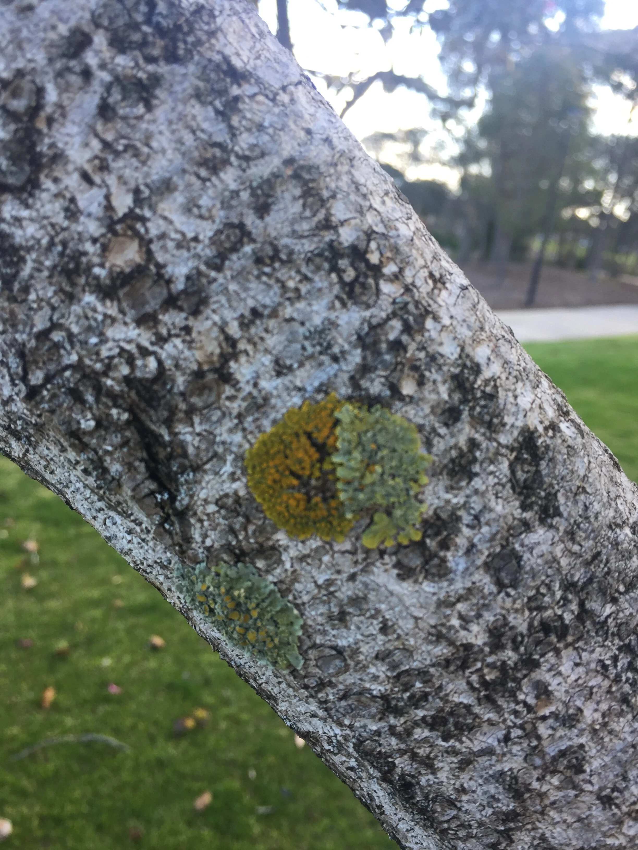 Crustose Lichen On Tree