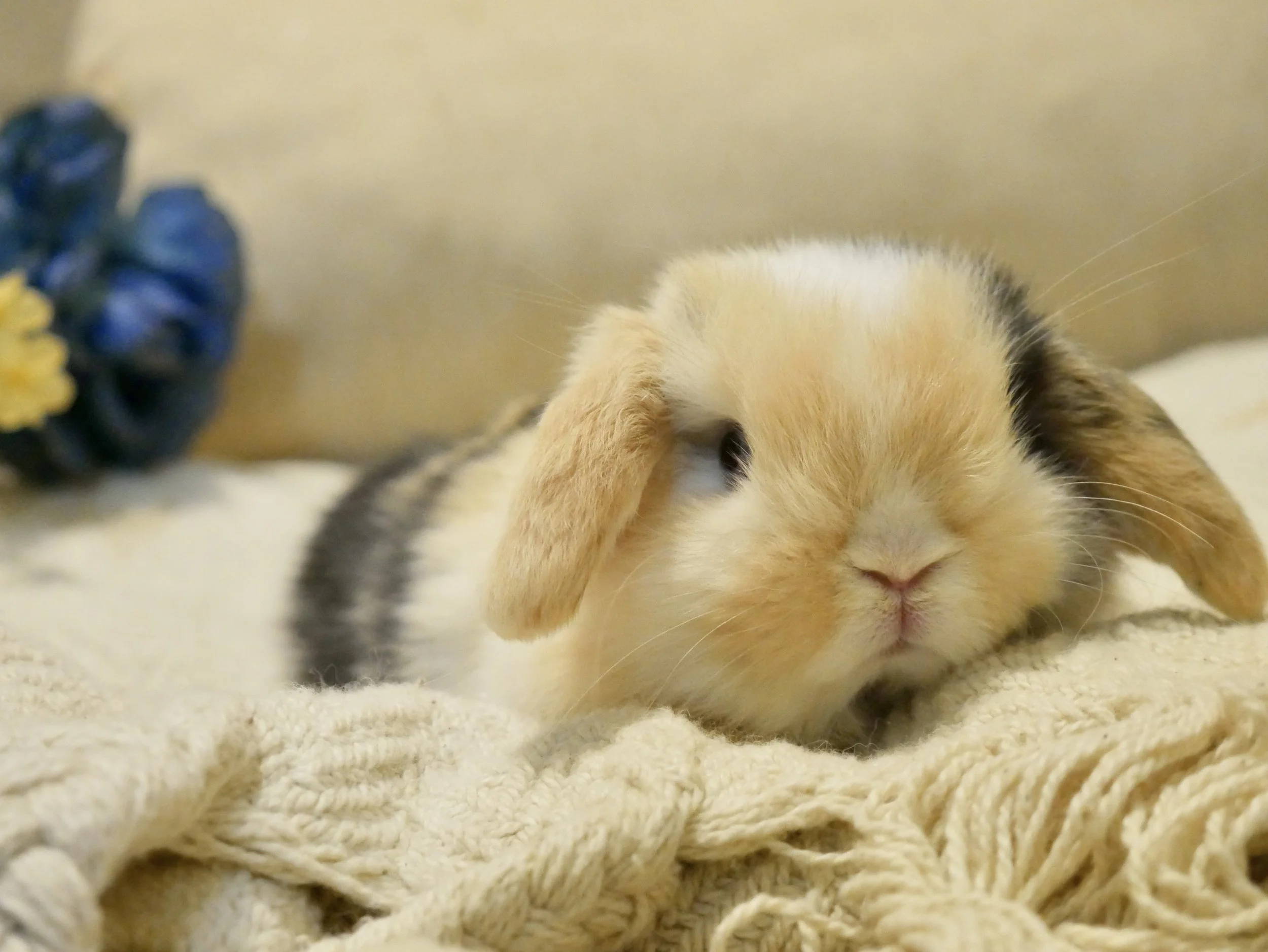 Heavenly Meadows Rabbitry- Cage Free, Holland lops, Lionheads & Flemish ...