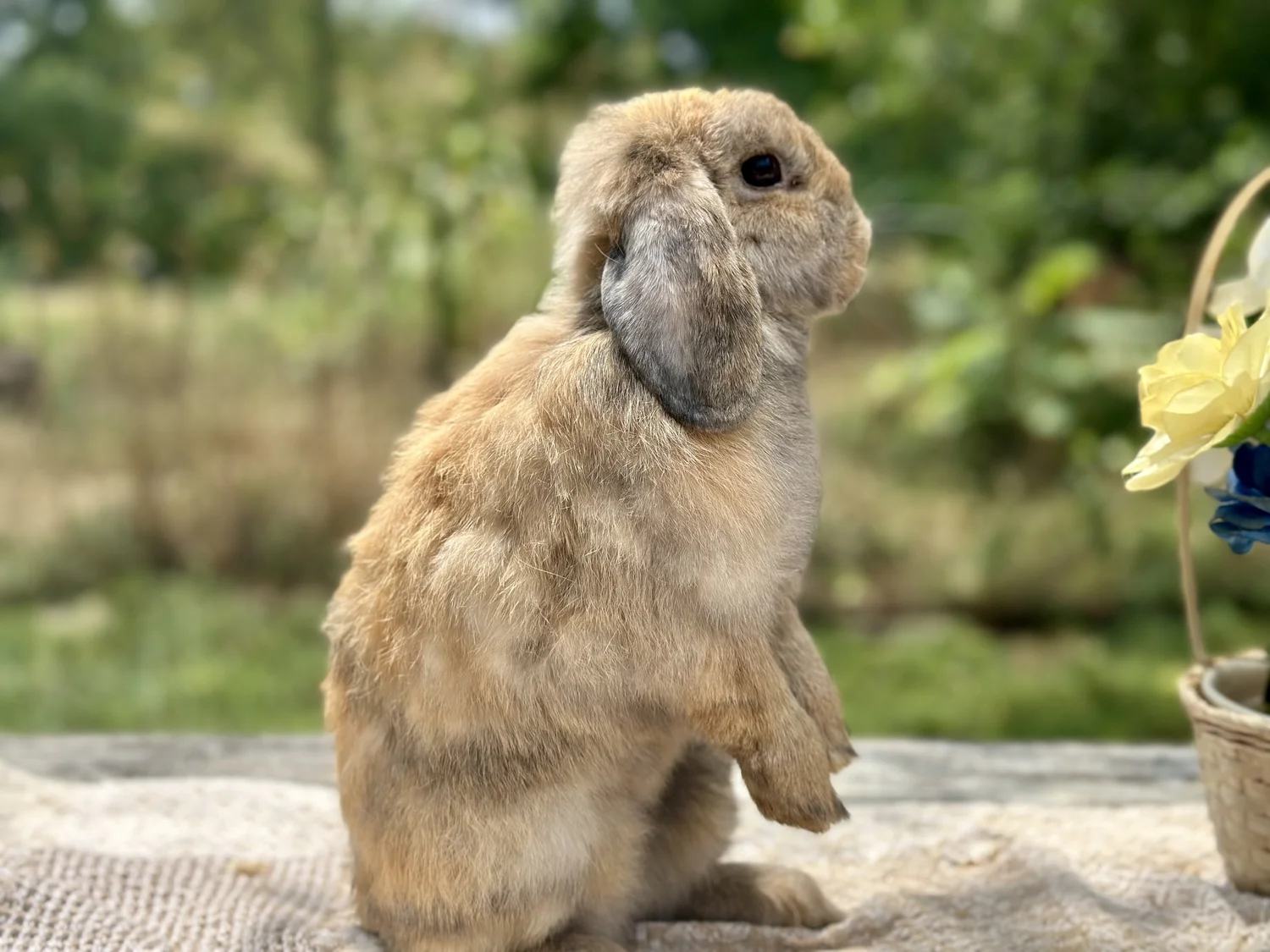 Heavenly Meadows Rabbitry- Cage Free, Holland lops, Lionheads & Flemish ...