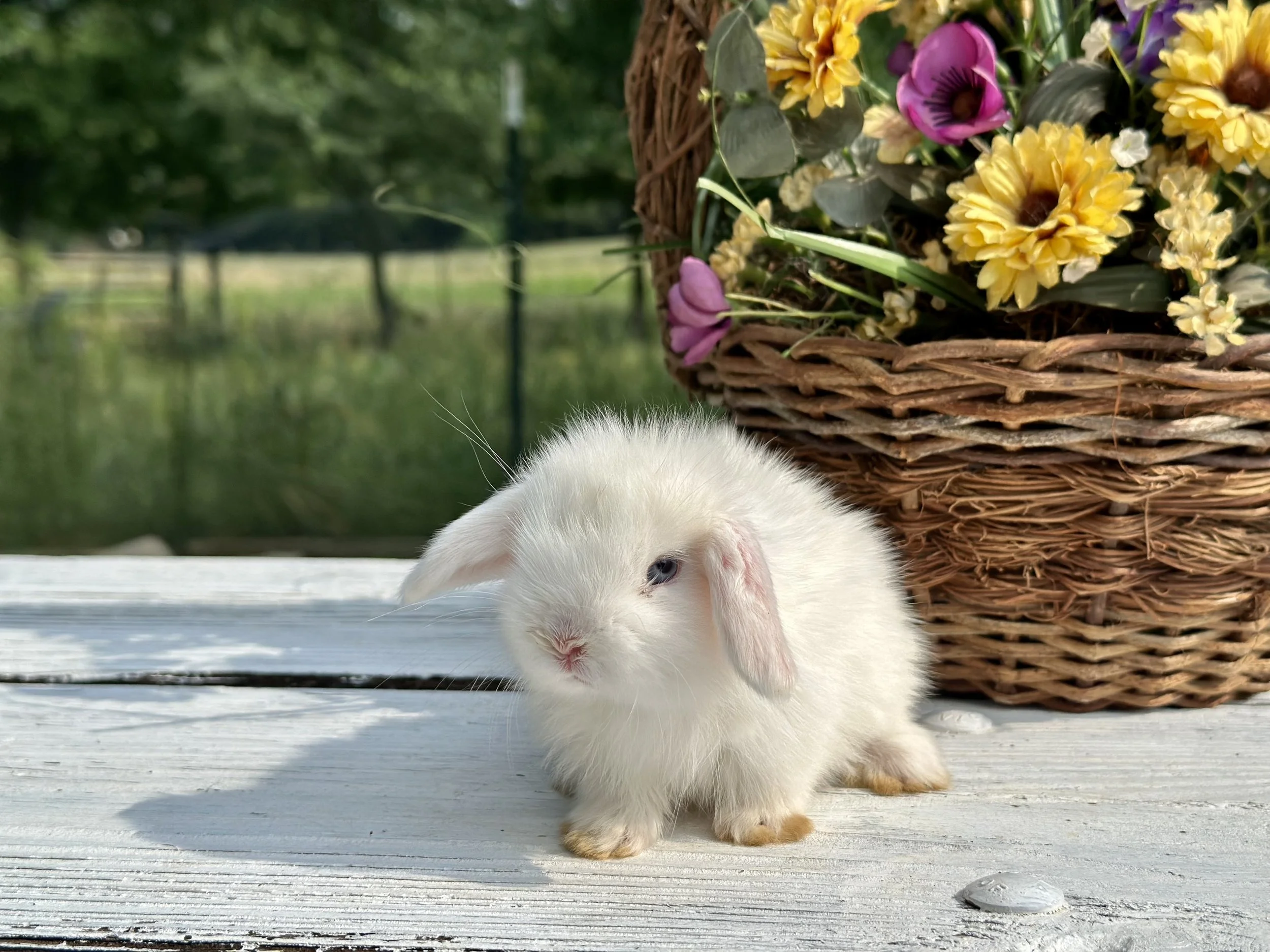 Heavenly Meadows Rabbitry- Cage Free, Holland lops, Lionheads & Flemish ...