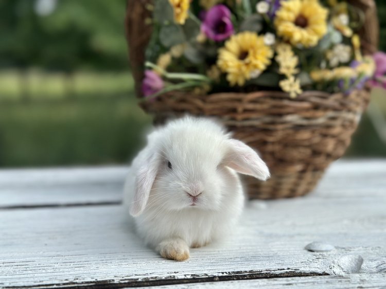 Heavenly Meadows Rabbitry- Cage Free, Holland lops, Lionheads & Flemish ...