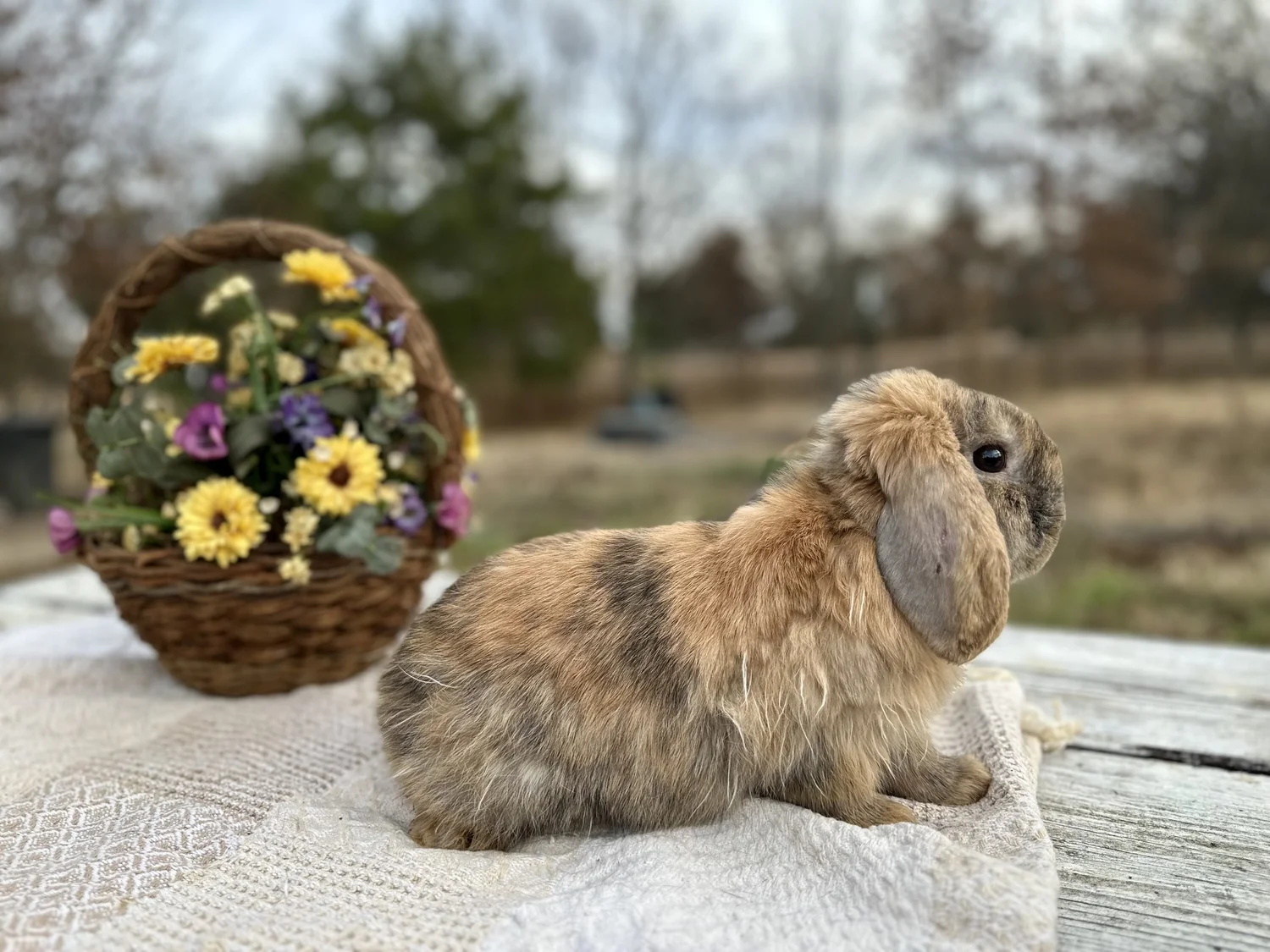 Heavenly Meadows Rabbitry- Cage Free, Holland lops, Lionheads & Flemish ...