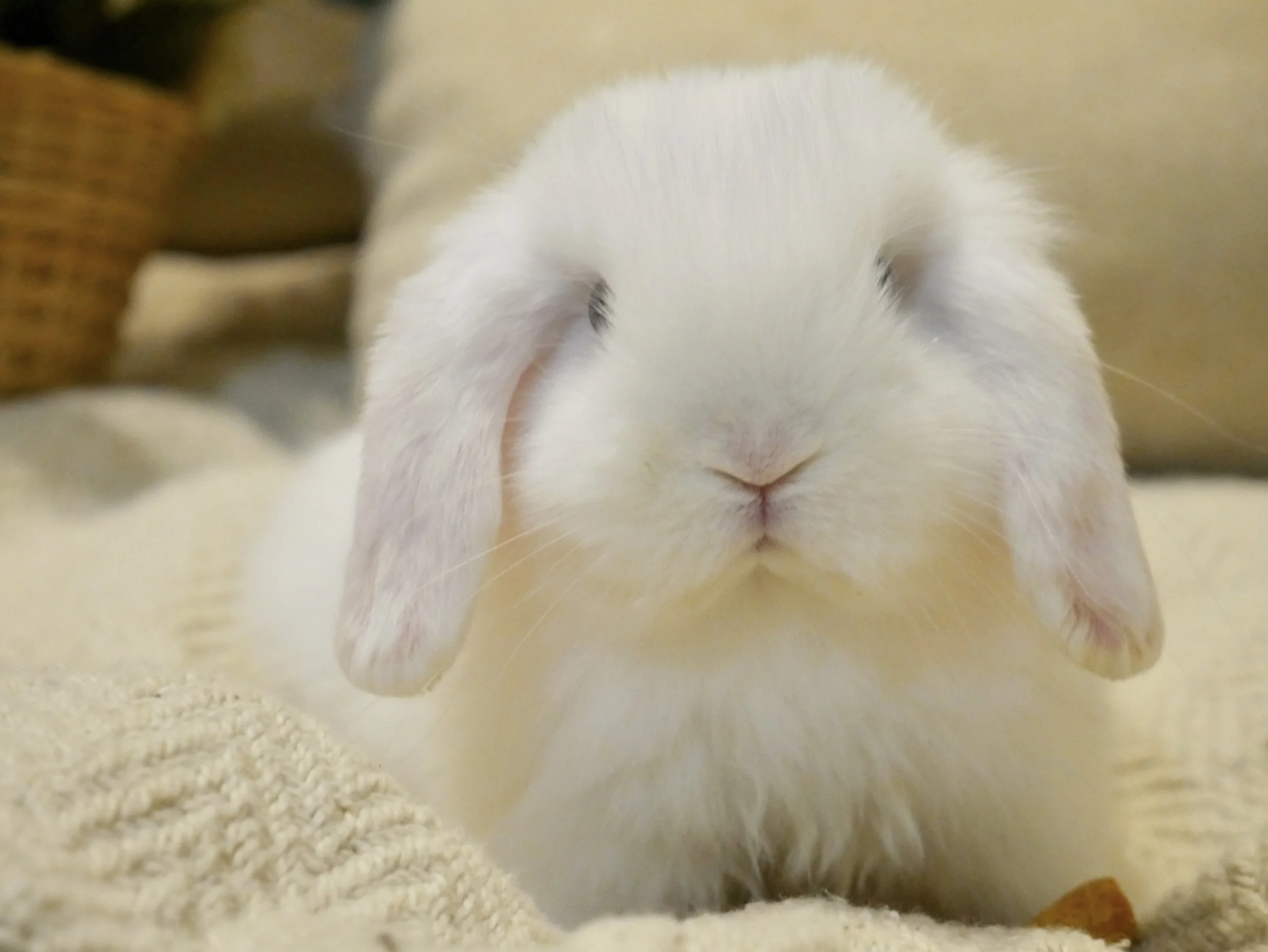 Heavenly Meadows Rabbitry- Cage Free, Holland lops, Lionheads & Flemish ...