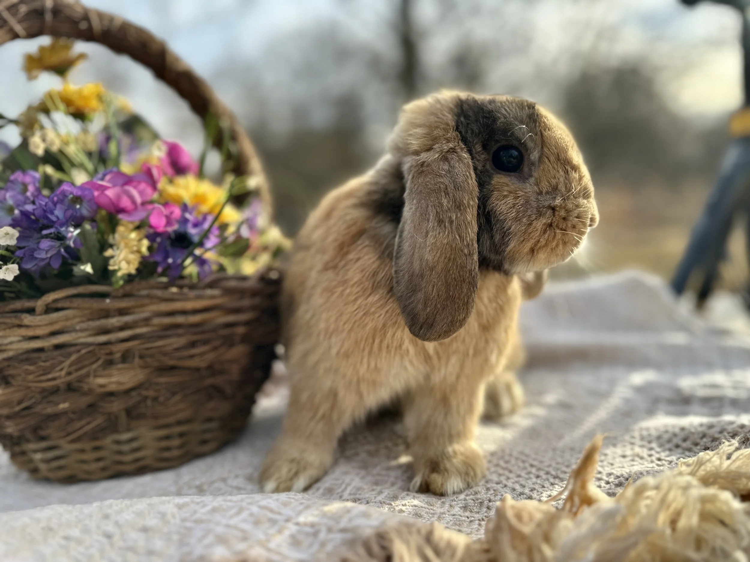 Heavenly Meadows Rabbitry- Cage Free, Holland lops, Lionheads & Flemish ...