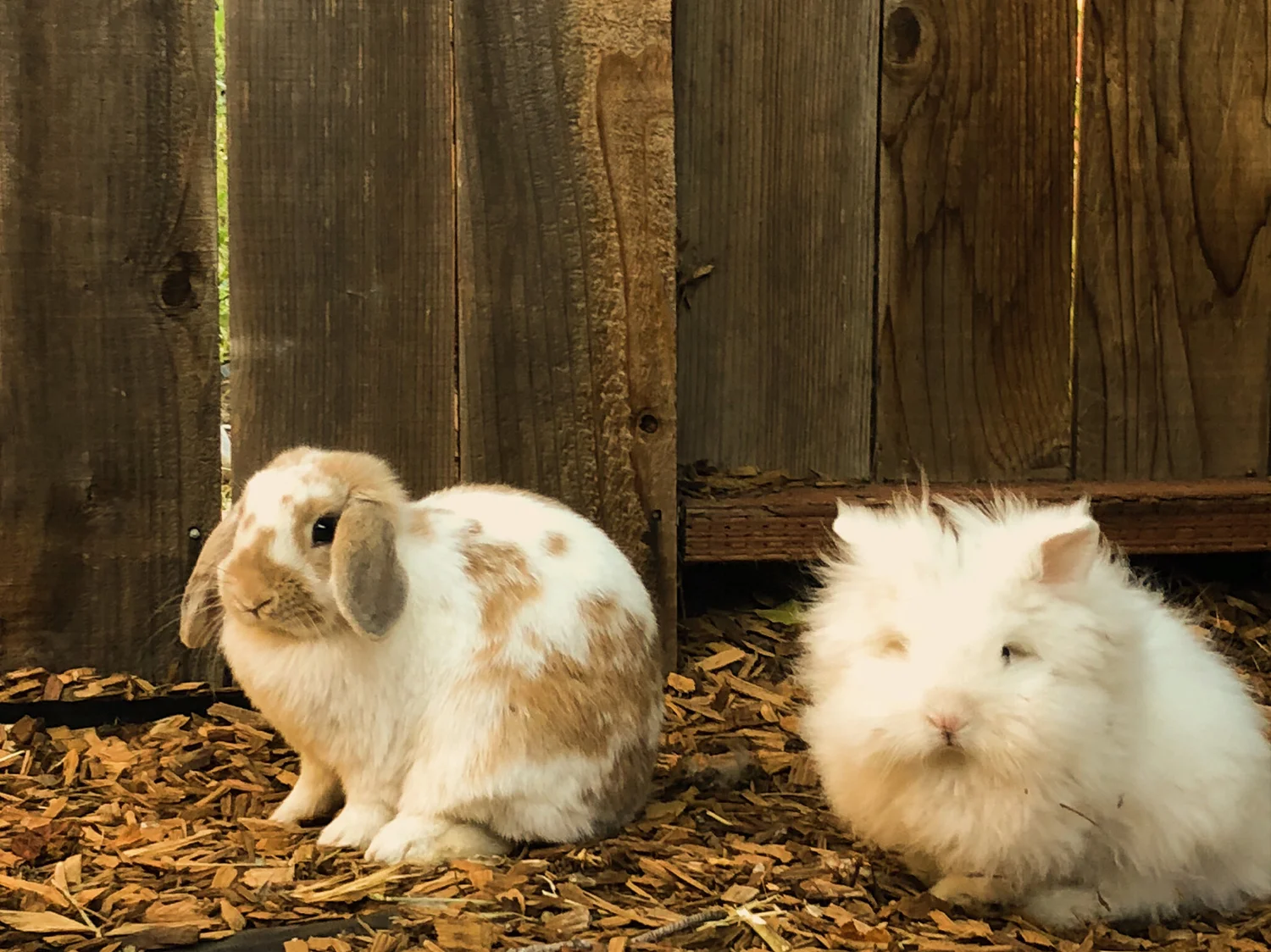 Home | Heavenly Meadows Rabbitry - Cage Free Holland lop, Lionhead ...
