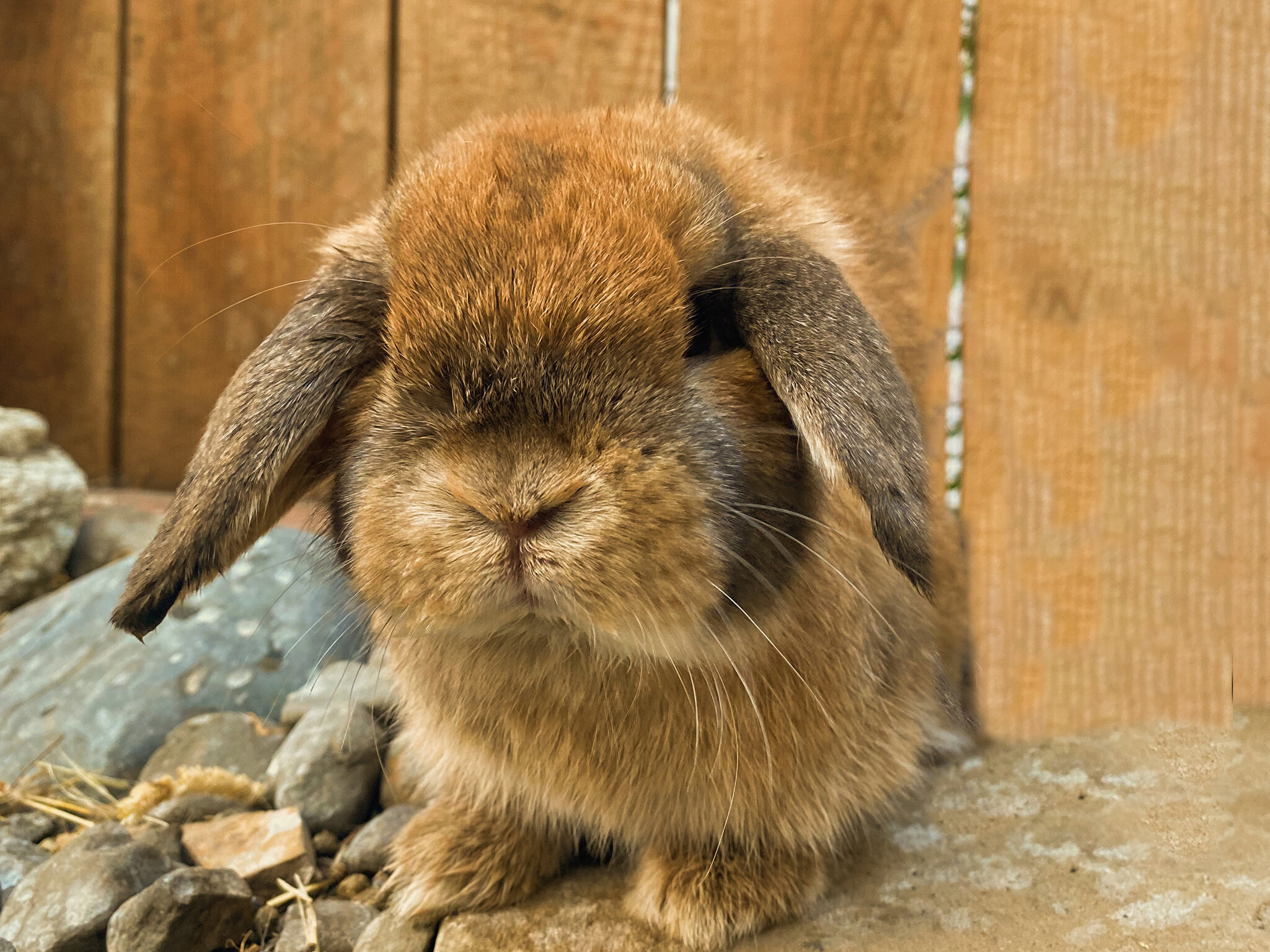 Heavenly Meadows Rabbitry-Holland Lops, Lionheads & Flemish Giants for ...