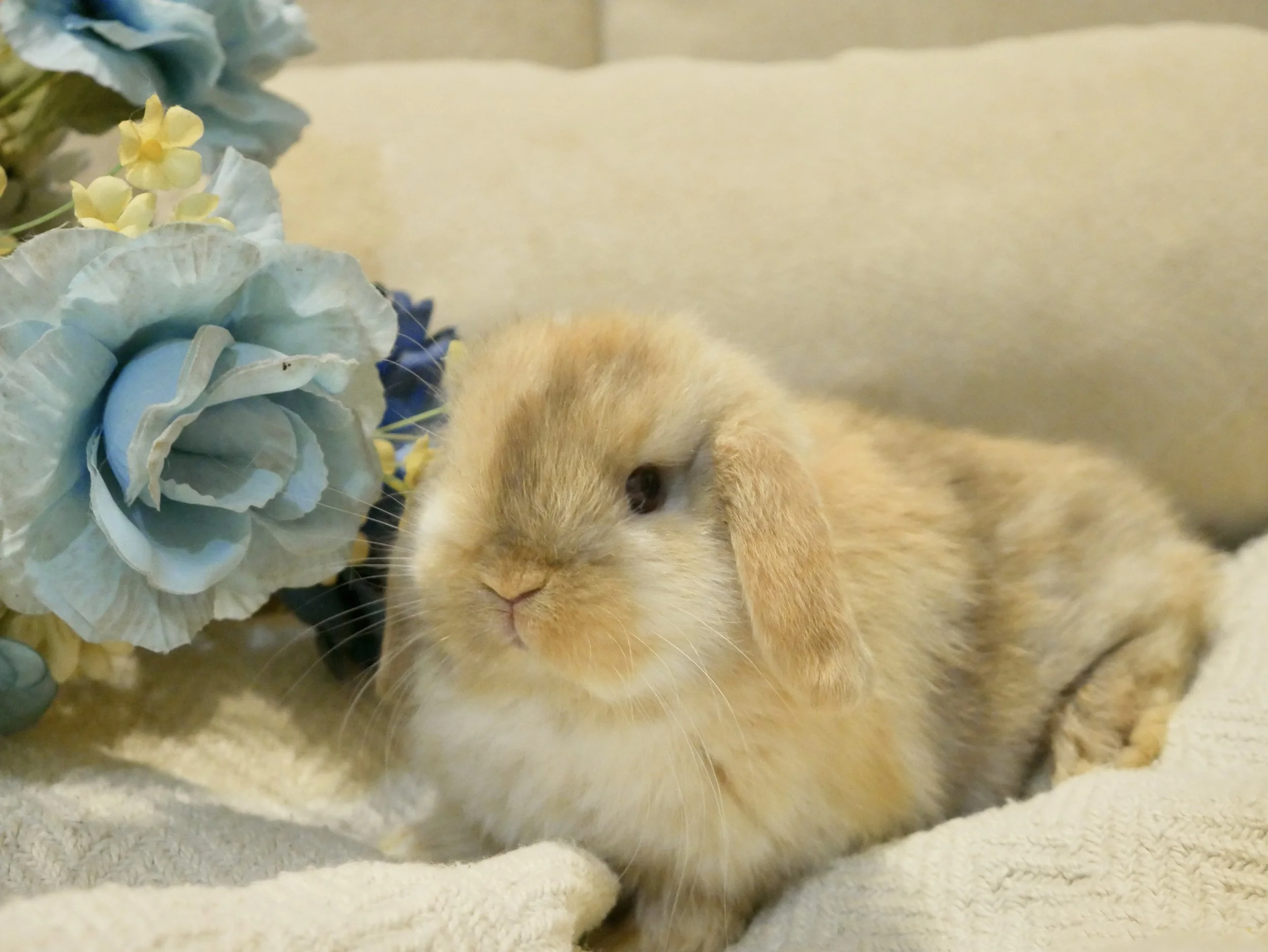 Heavenly Meadows Rabbitry- Cage Free, Holland lops, Lionheads & Flemish ...