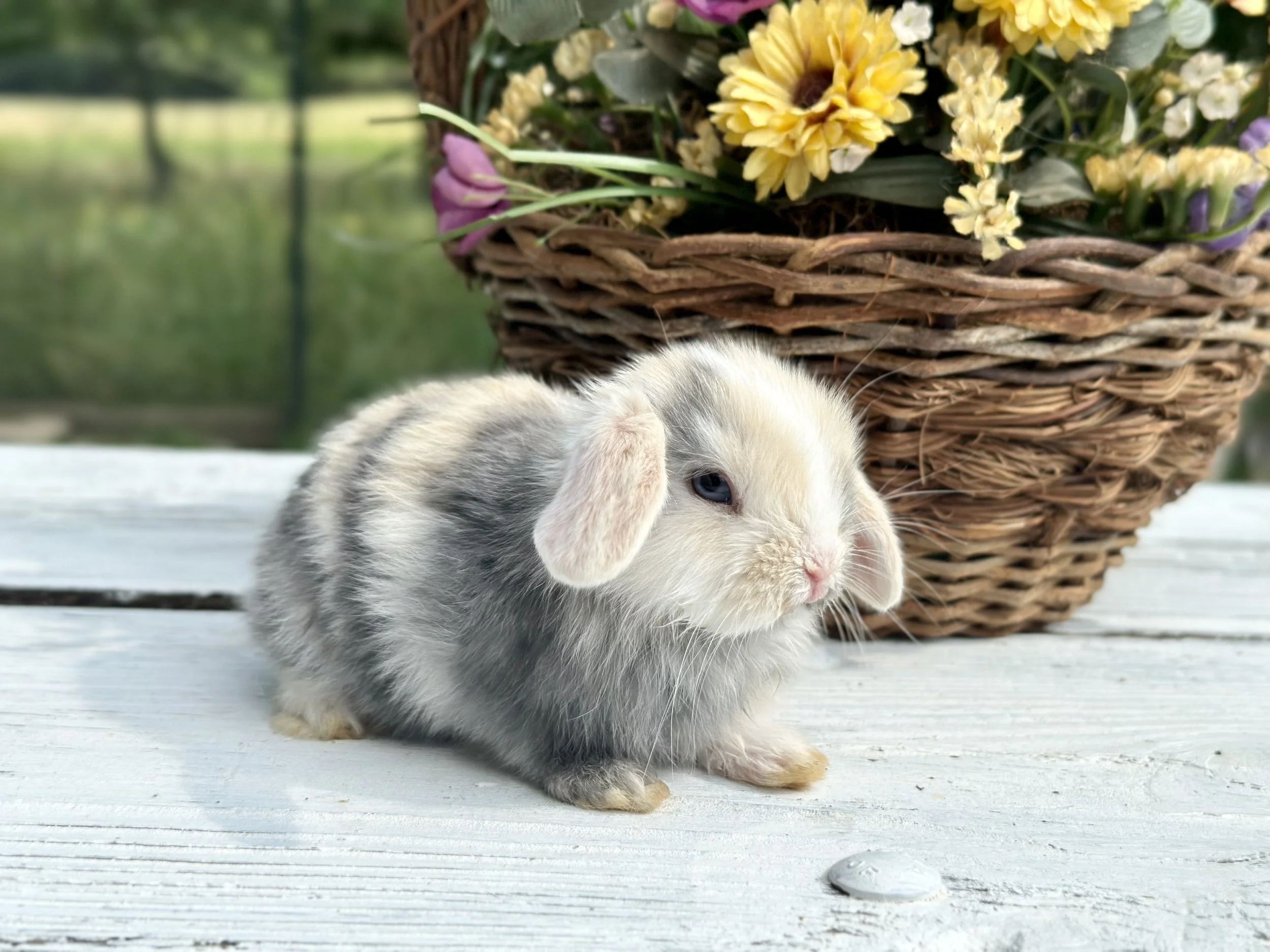 Heavenly Meadows Rabbitry- Cage Free, Holland lops, Lionheads & Flemish ...