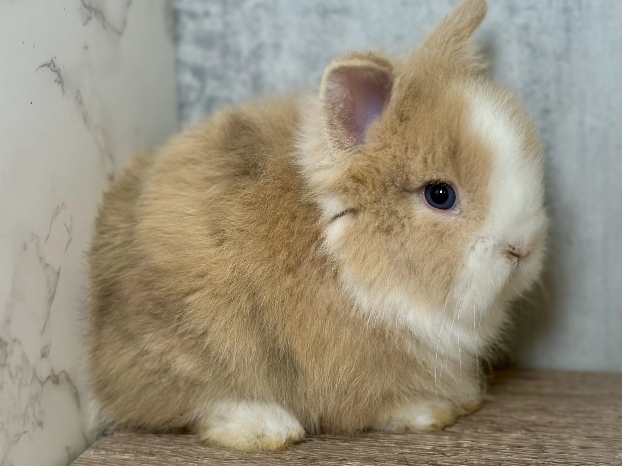 Heavenly Meadows Rabbitry- Cage Free, Holland lops, Lionheads & Flemish ...