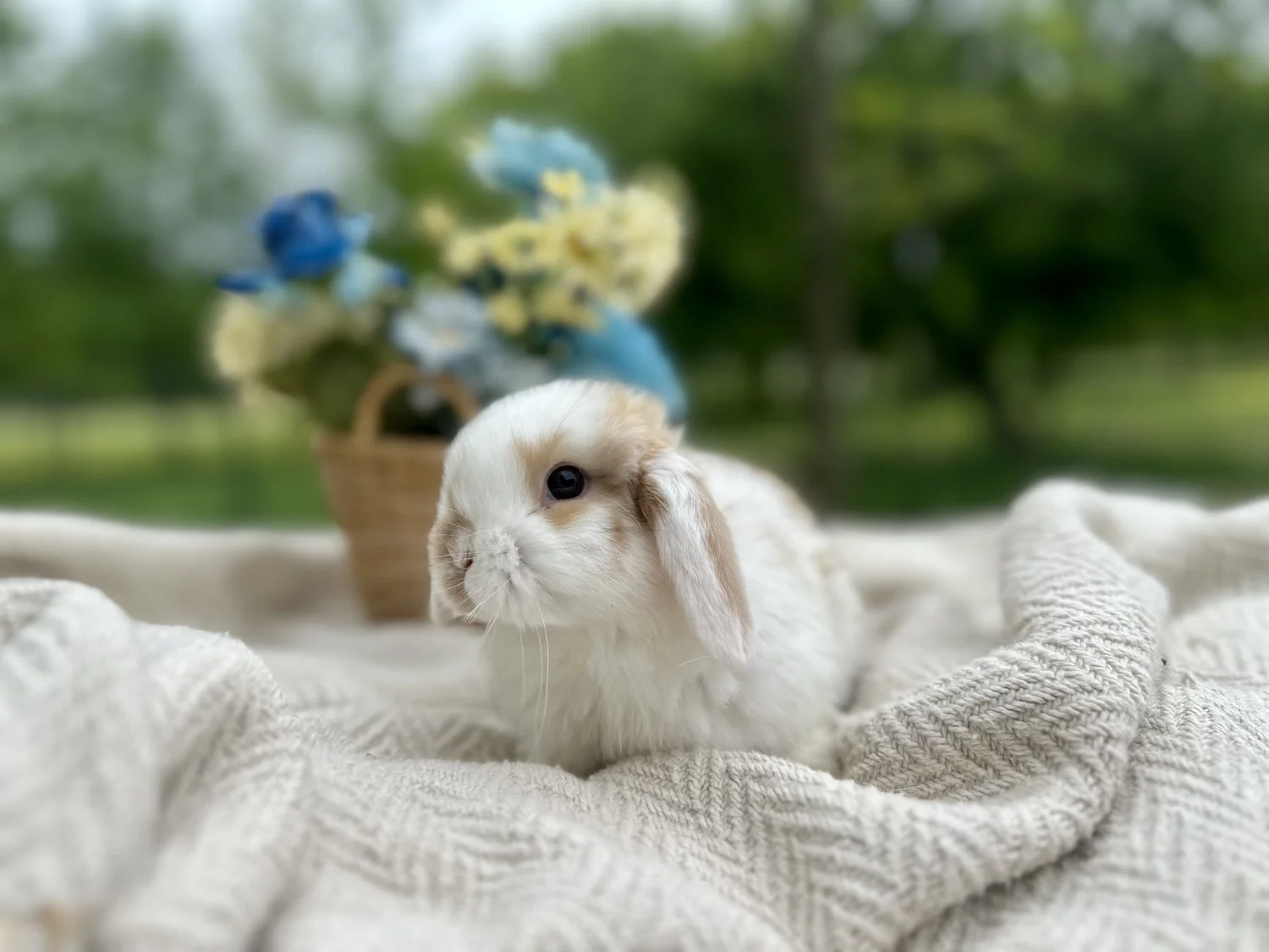 Heavenly Meadows Rabbitry- Cage Free, Holland lops, Lionheads & Flemish ...