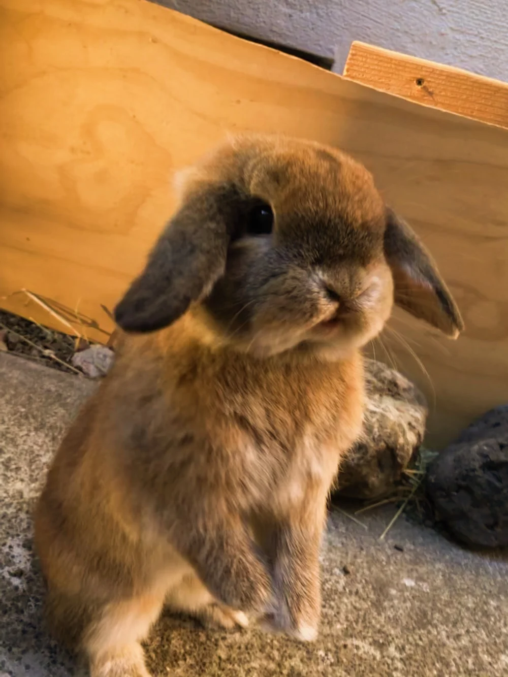 Heavenly Meadows Rabbitry- Cage Free, Holland lops, Lionheads & Flemish ...