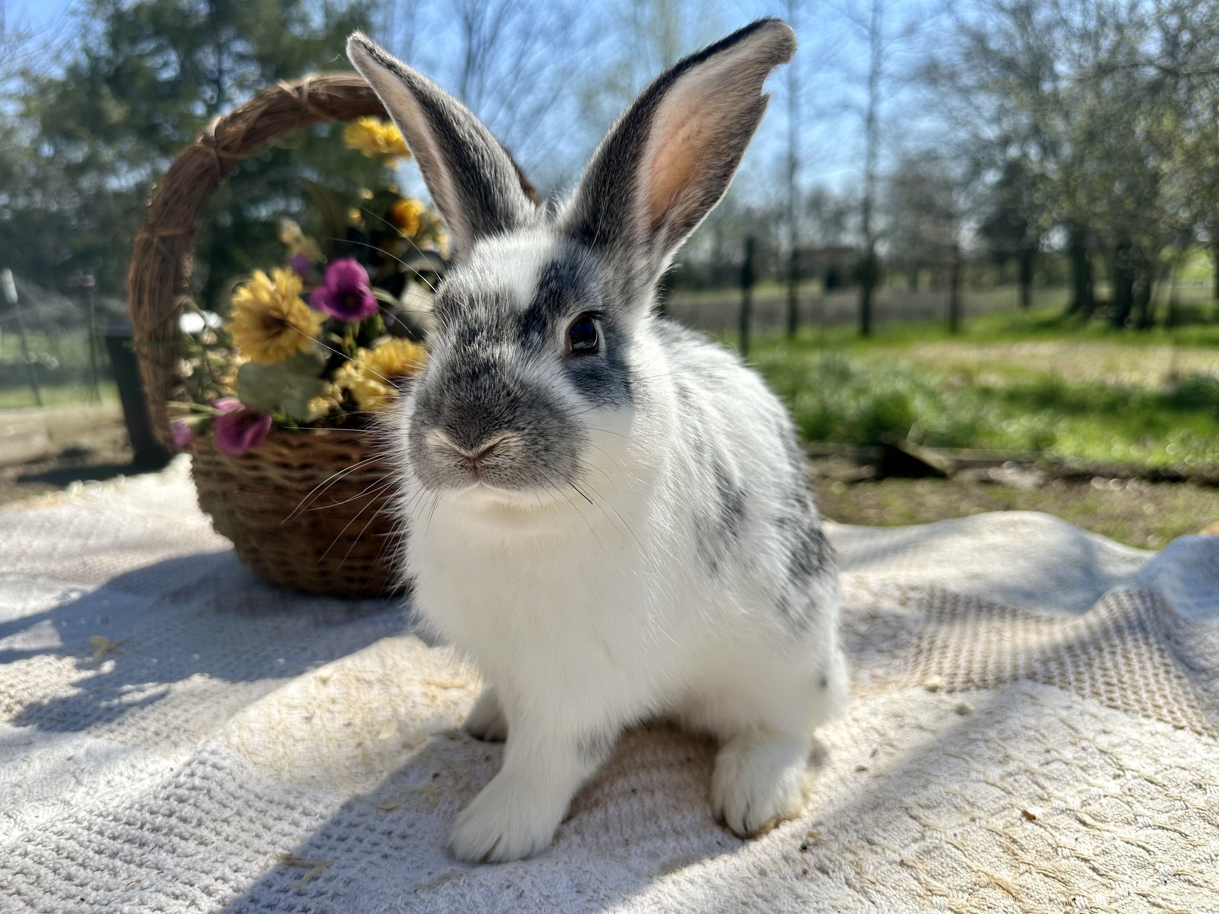 Heavenly Meadows Rabbitry- Cage Free, Holland lops, Lionheads & Flemish ...