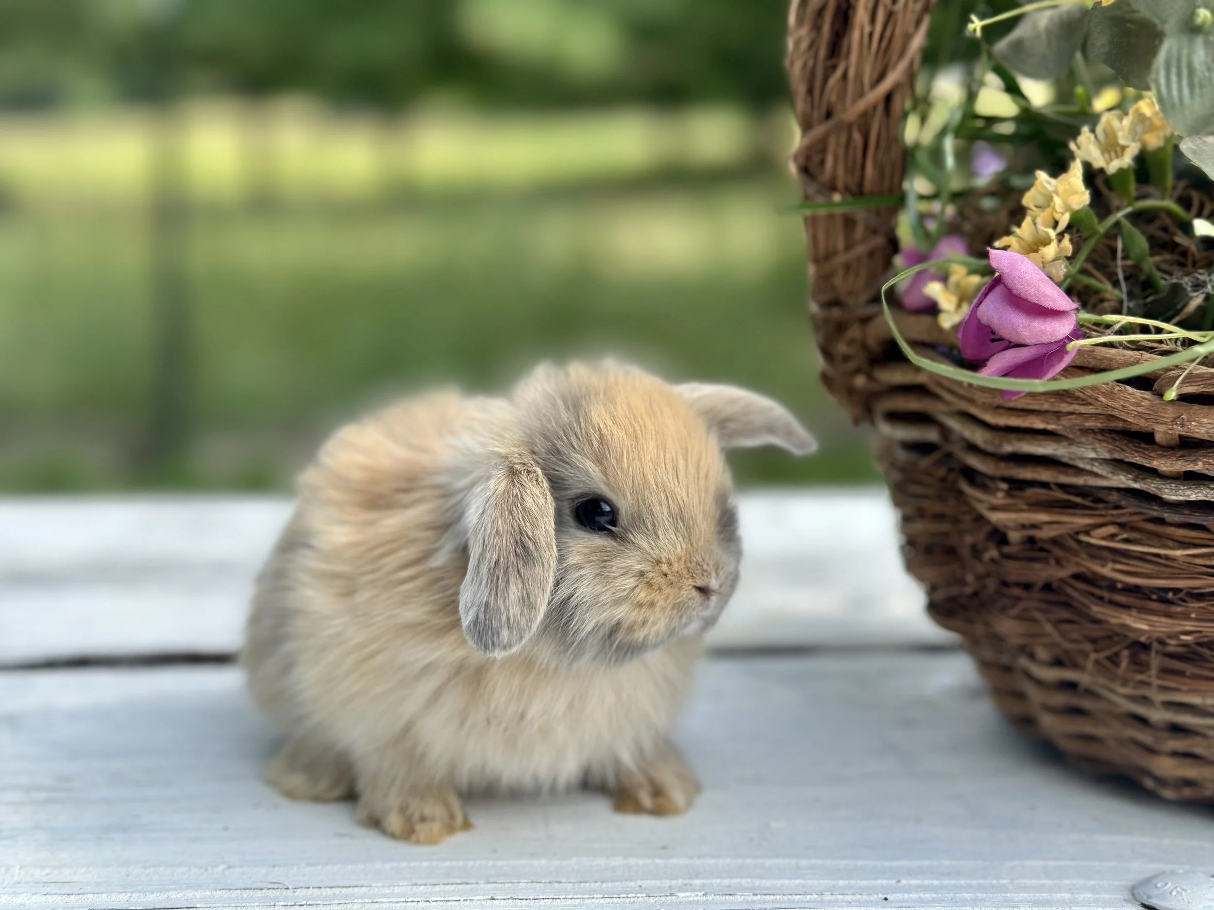 Heavenly Meadows Rabbitry- Cage Free, Holland lops, Lionheads & Flemish ...